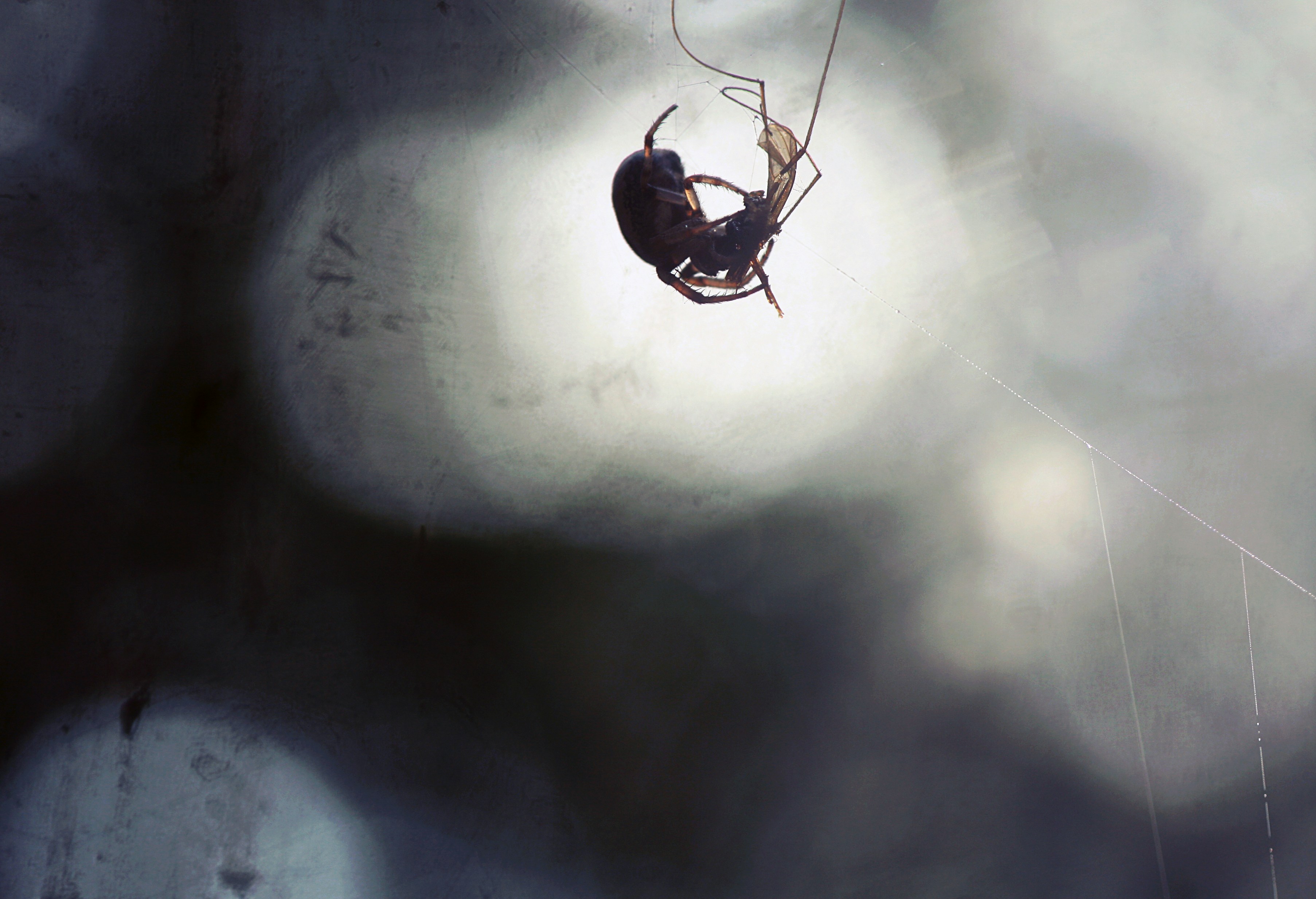 Webbound in Dusk: A lone spider suspended amid soft backlight