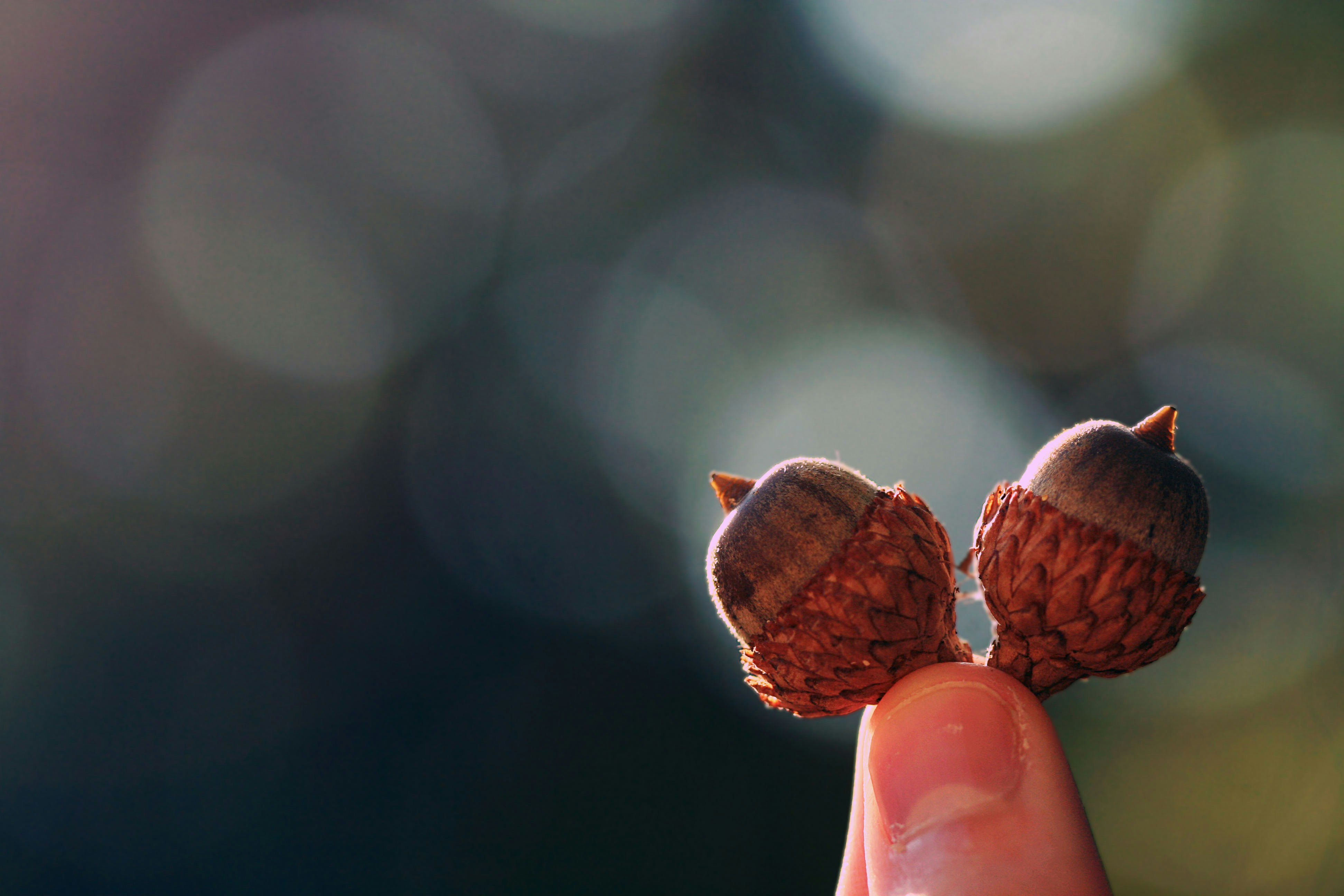 Nature's Tiny Treasures: A Dual Acorn Discovery