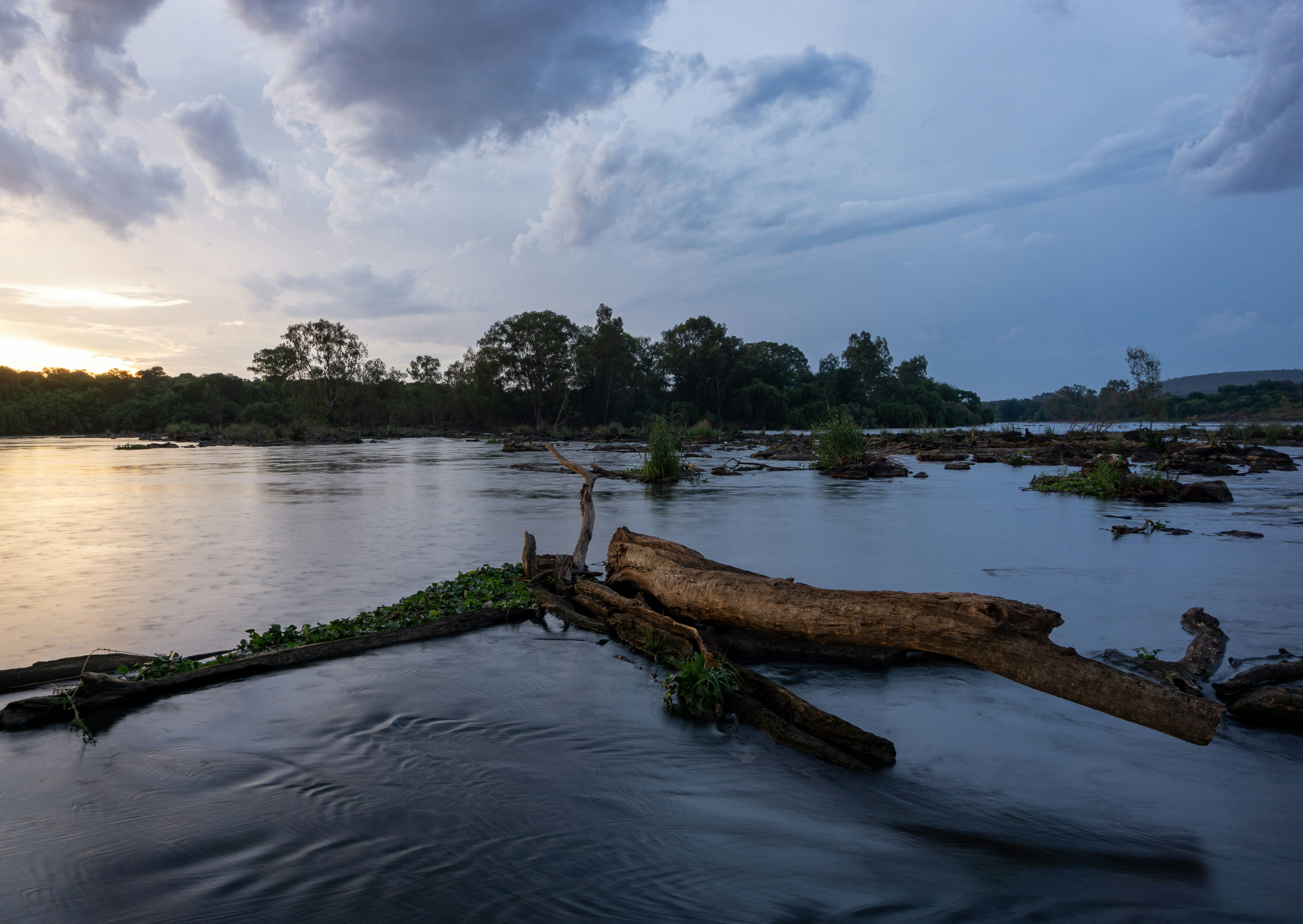 Driftwood scattered across a calm river under a clouded sky at dusk.