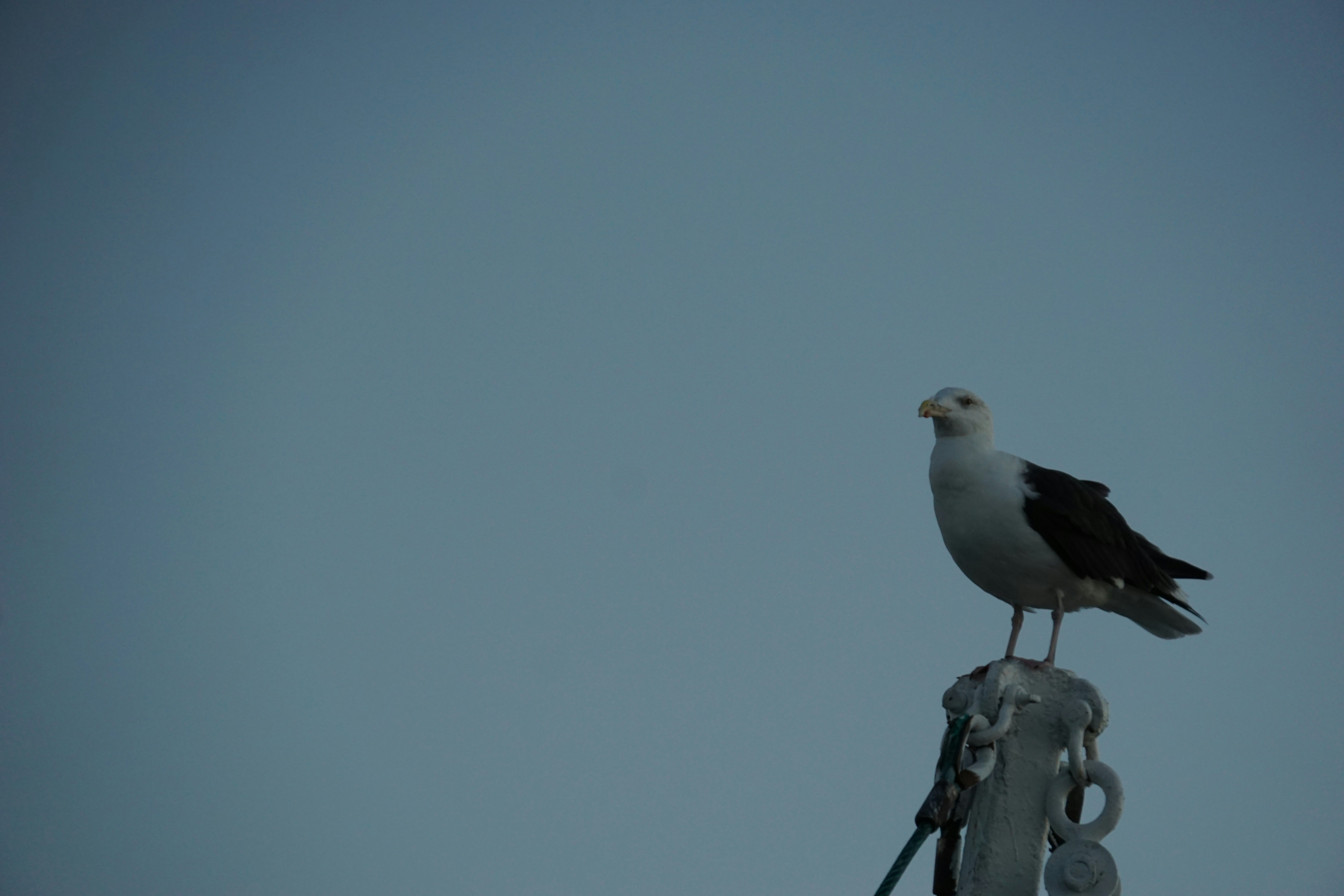 Lone Seagull Sentinel Perched on a Weathered Mast Against a Quiet Blue Sky