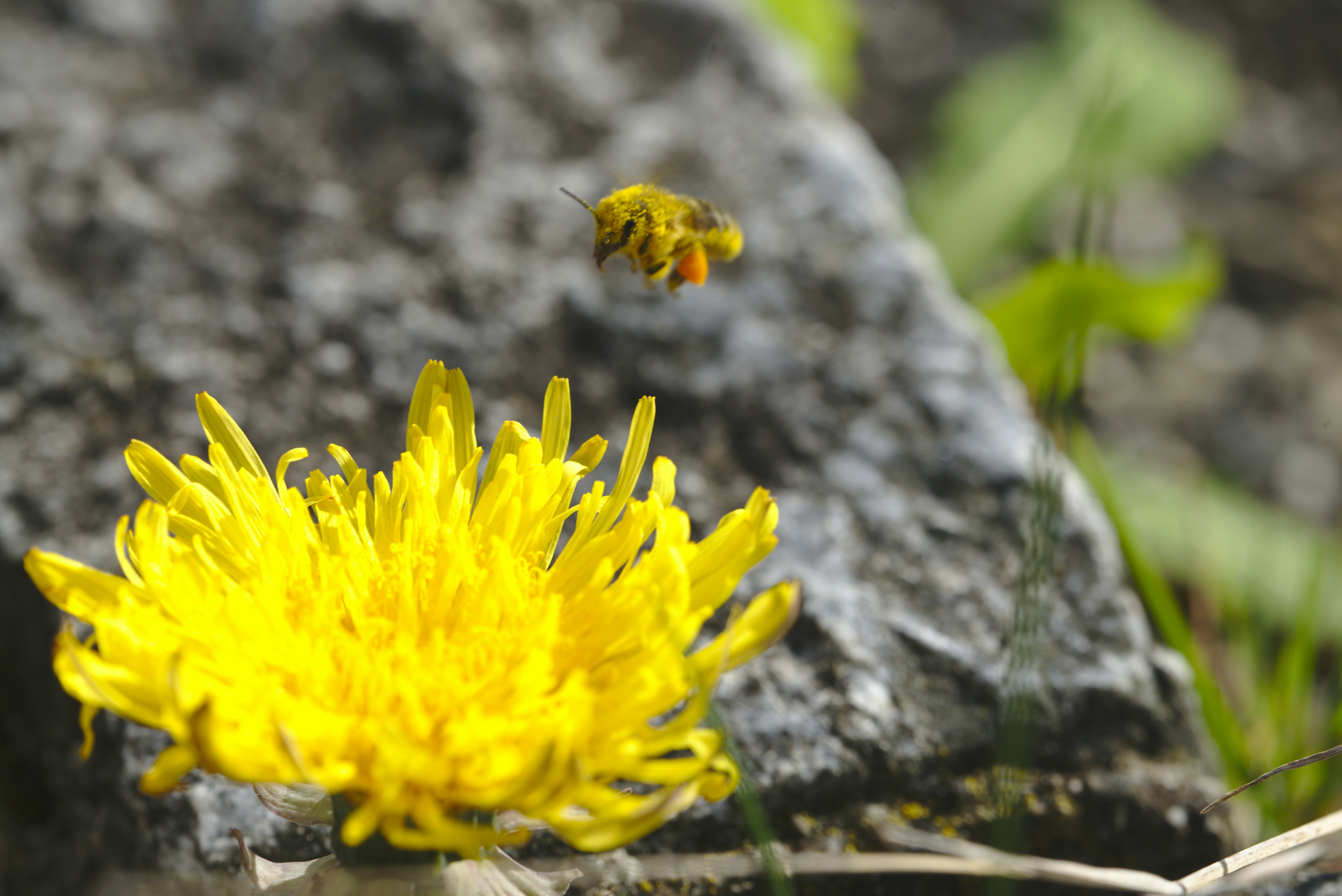 Hovering Honeybee Above a Bold Yellow Daisy