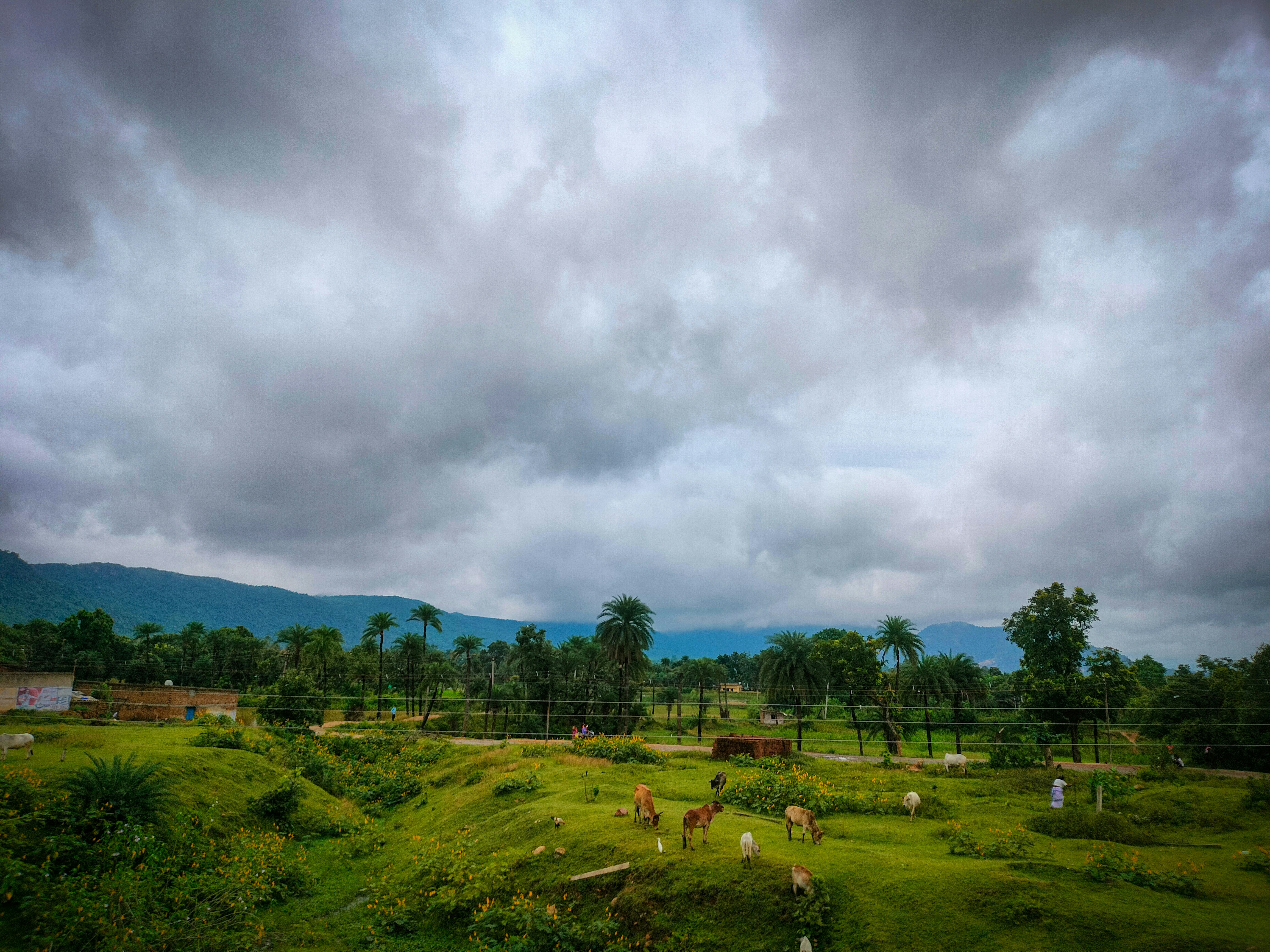 Foto Un grupo de animales pastando en un campo – Imagen Naturaleza ...