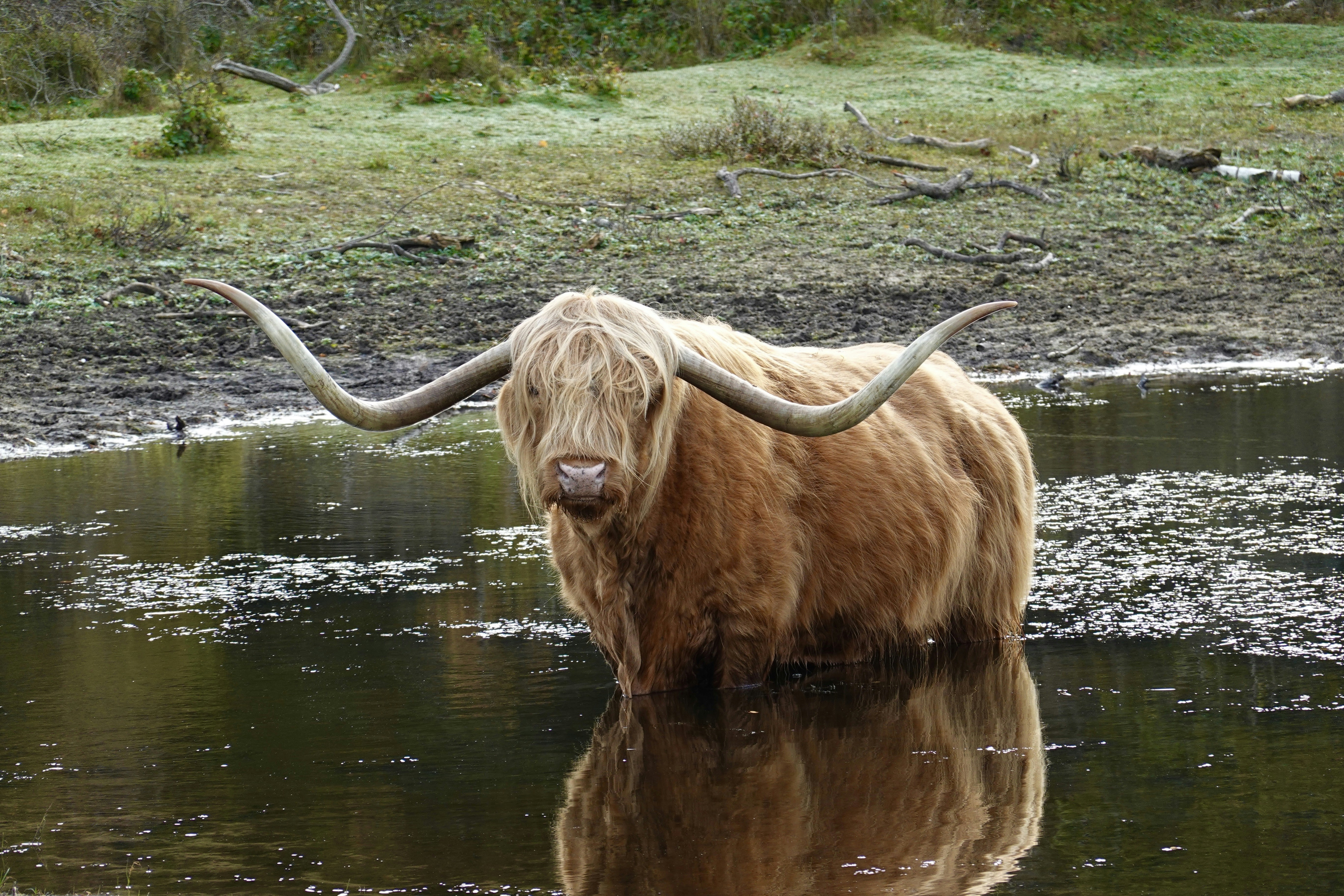 A yak standing in a body of water photo – Free Highlanders Image on ...