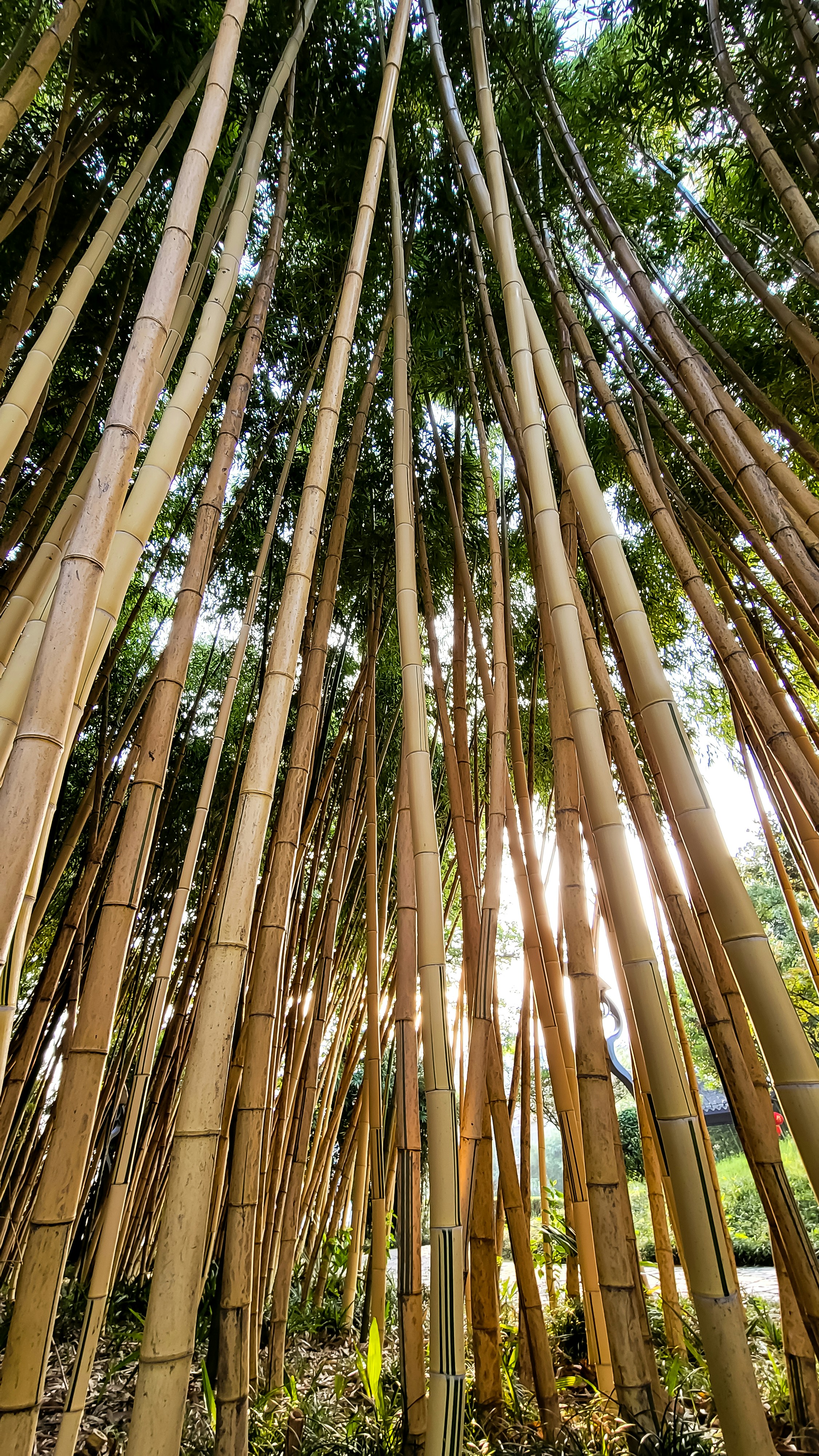 Sunlight filters through a dense grove of bamboo, creating a serene atmosphere. The tall, slender stalks rise majestically towards the sky.