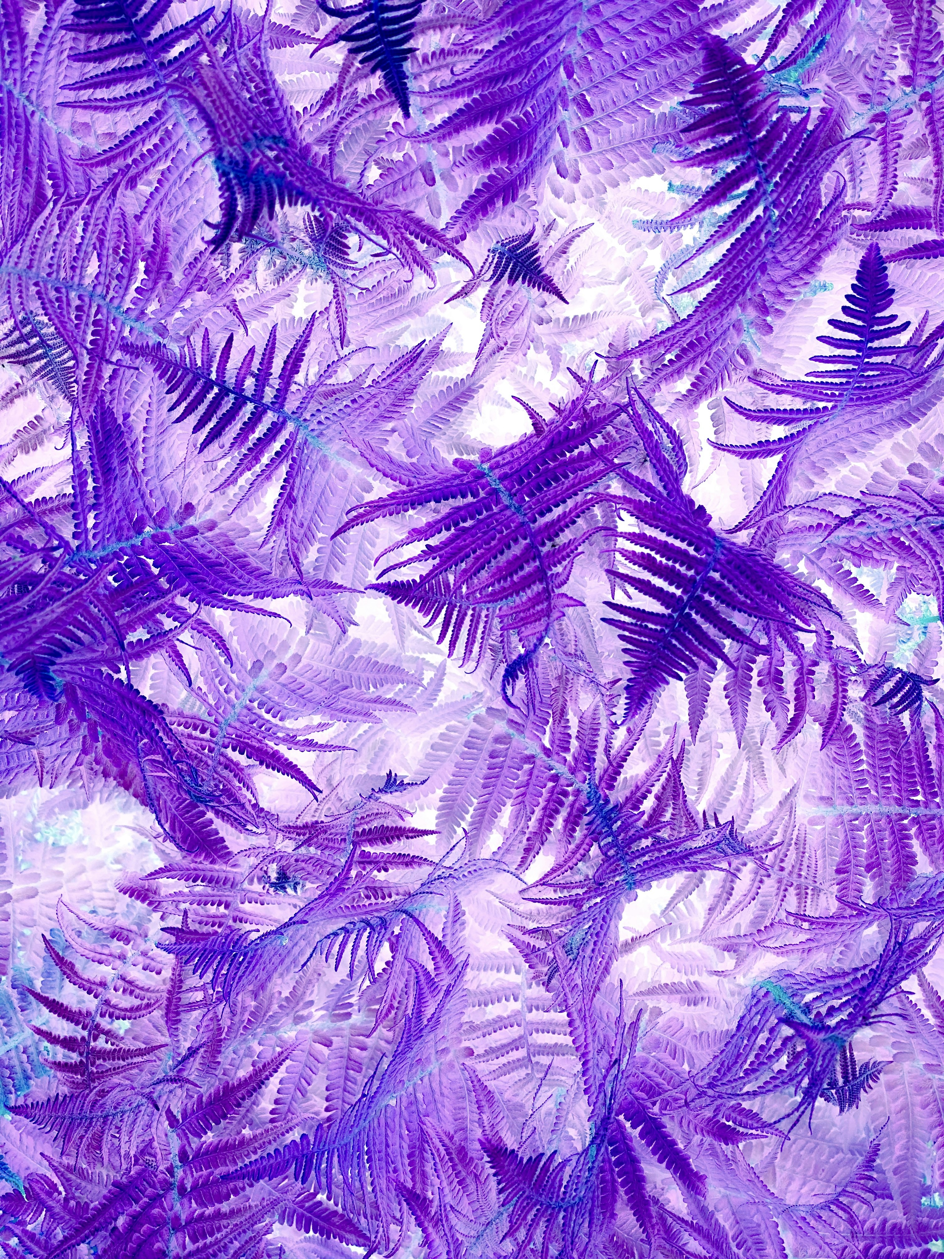 Violet Fernscape: An Abstract Tangle of Purple Fronds