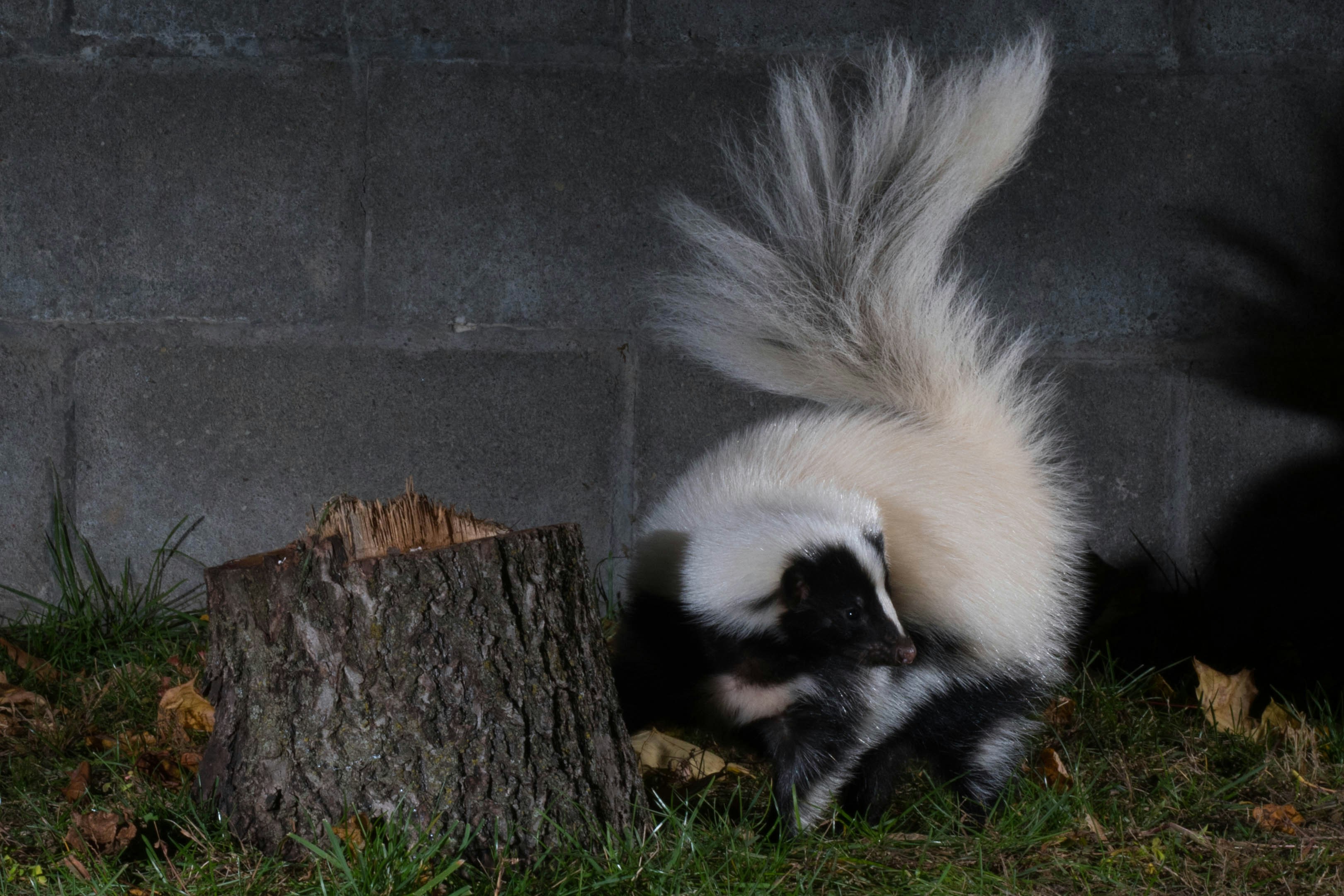 30k+ Skunk Pictures | Download Free Images on Unsplash
