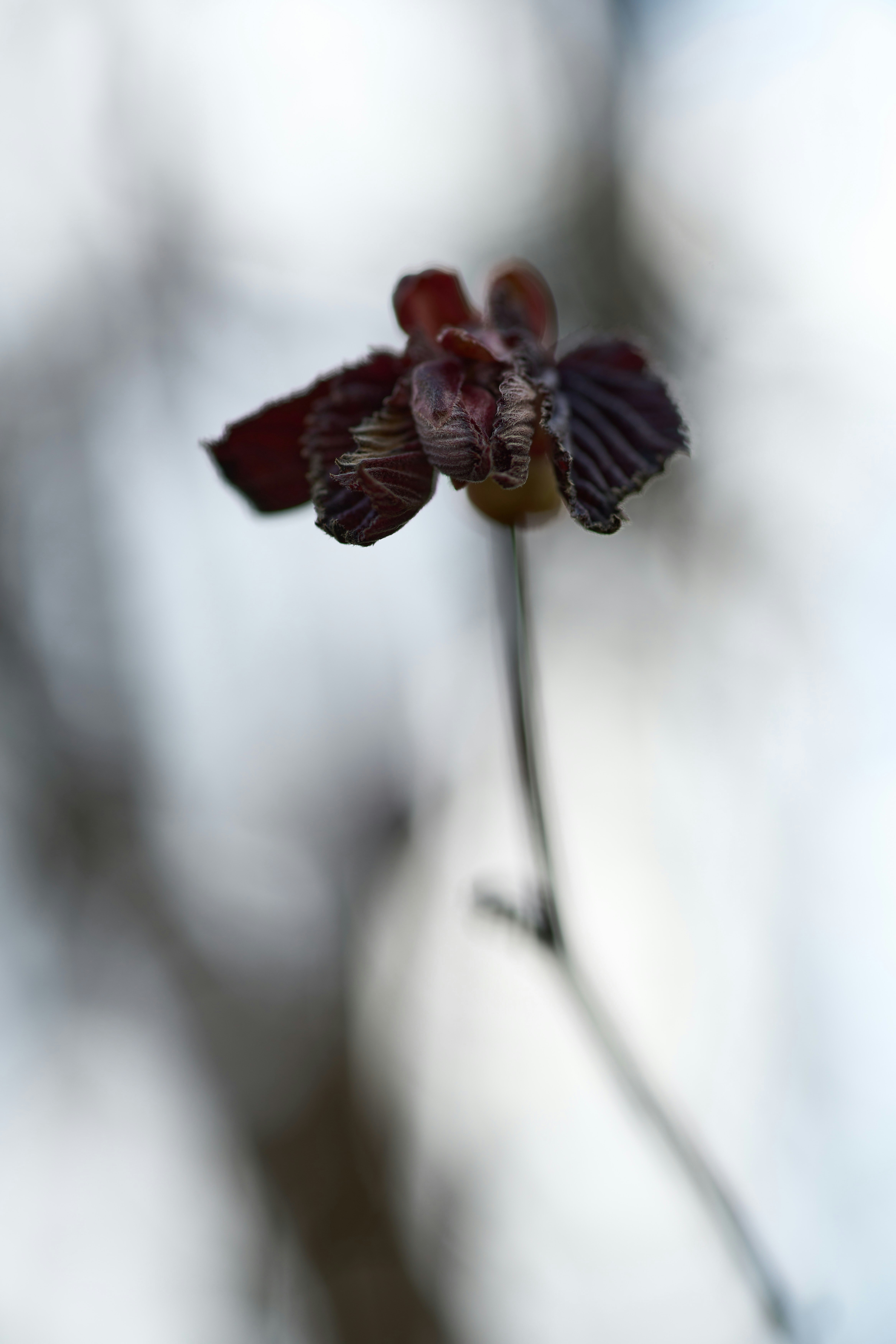 The Crimson Petals on a Silent Stem