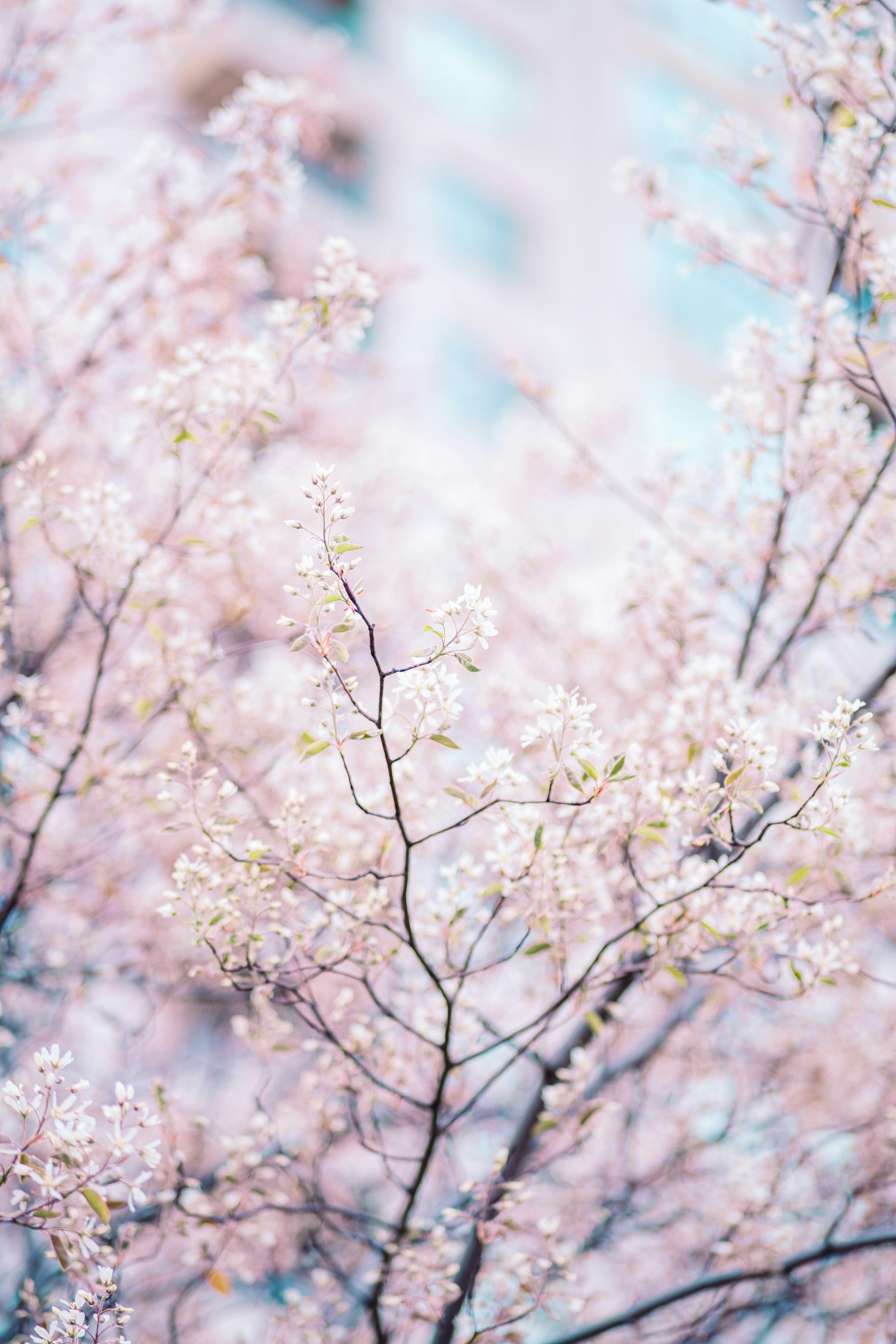 Delicate cherry blossoms bloom against a soft, blurred backdrop, embodying the essence of spring's arrival.