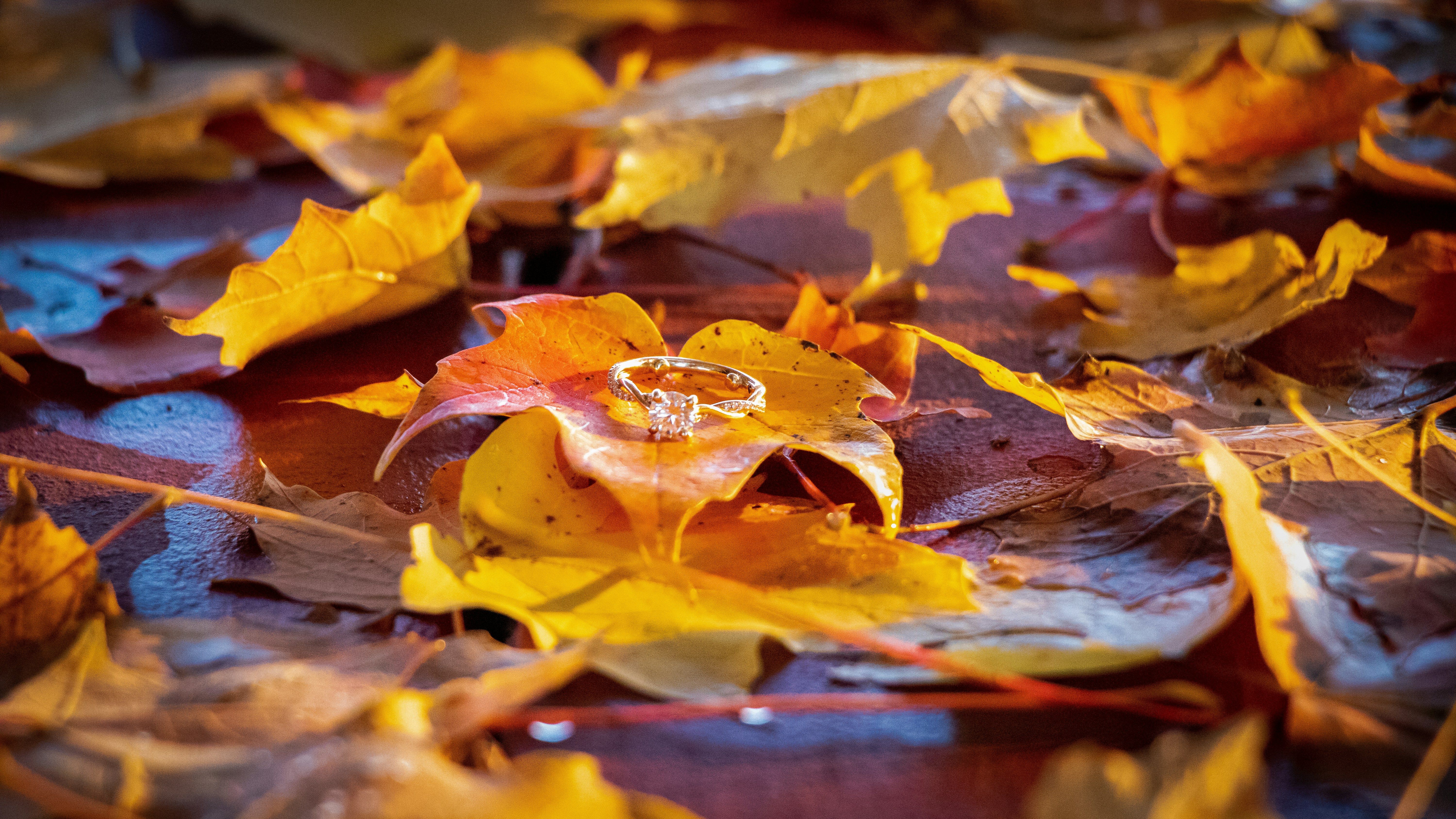 Rain-Kissed Leaf: A Droplet's Spotlight on Autumn Mosaic
