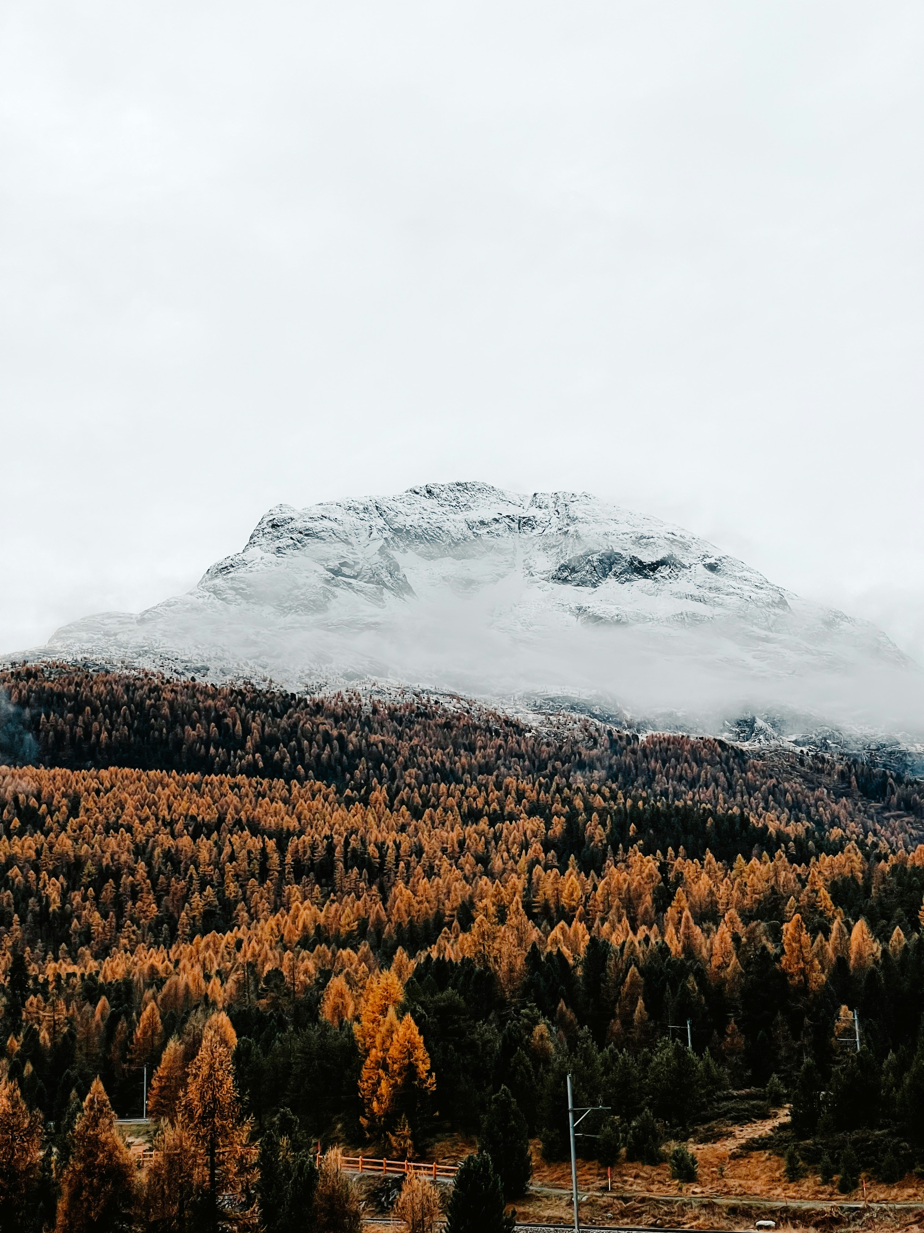 Snow-capped Peak Over a Golden Forest
