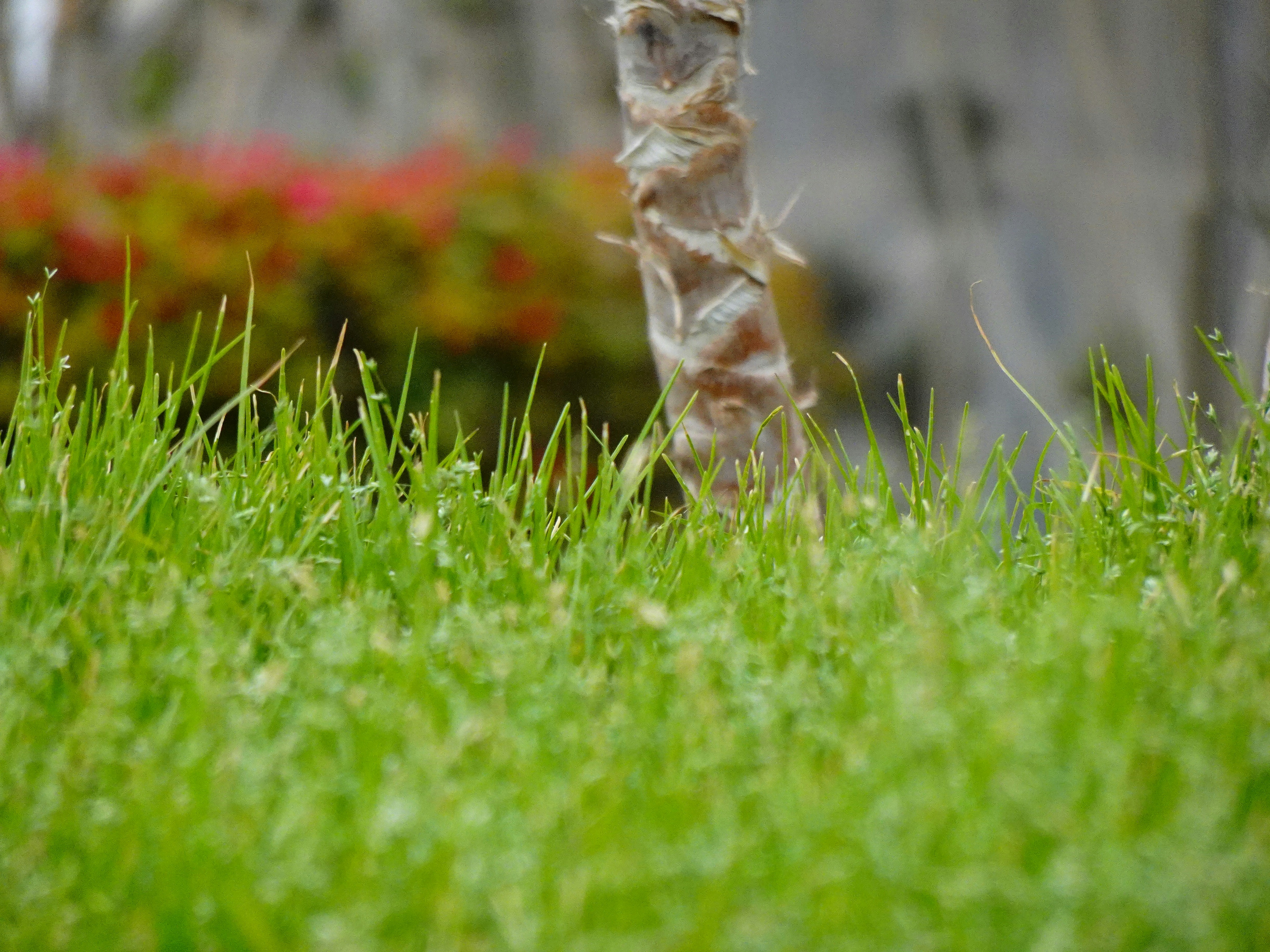 Lush green grass in sharp focus with a blurred tree trunk and colorful flowers in the background. The scene captures the tranquility of a vibrant garden.