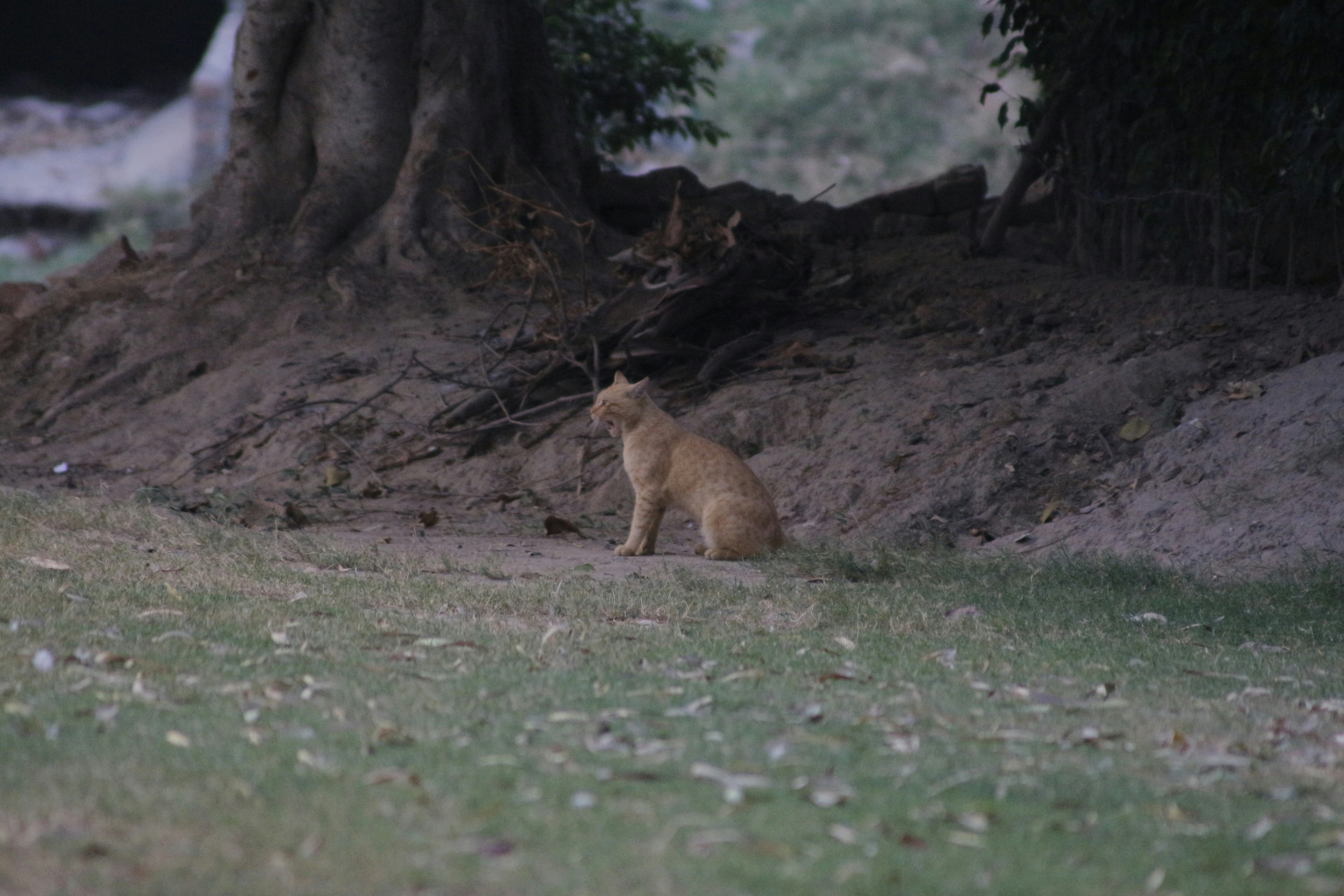 Copper-Furred Fox Pauses at the Edge of a Park Tree's Shadow