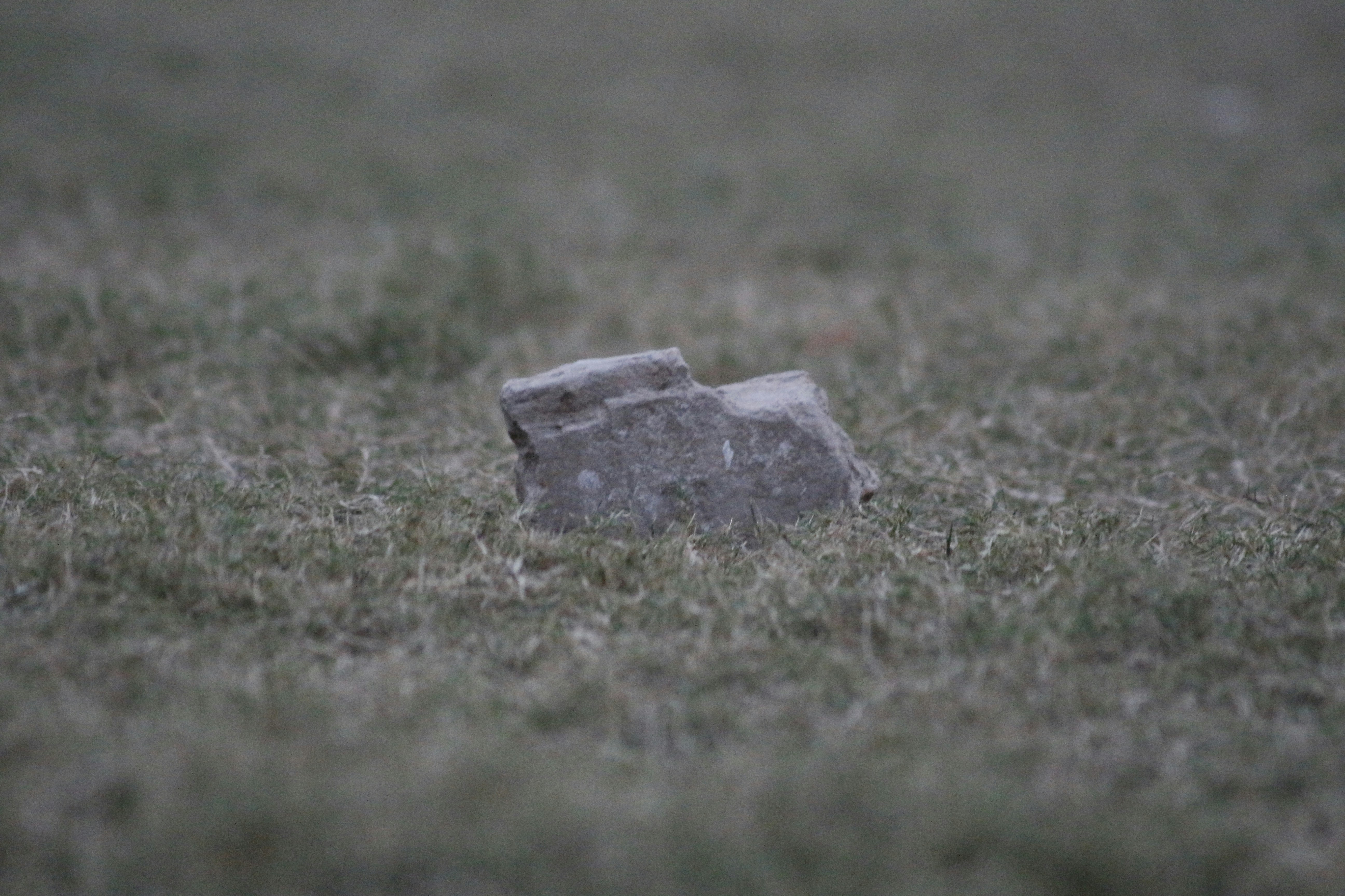 Two Weathered Stones Stand in a Quiet Prairie