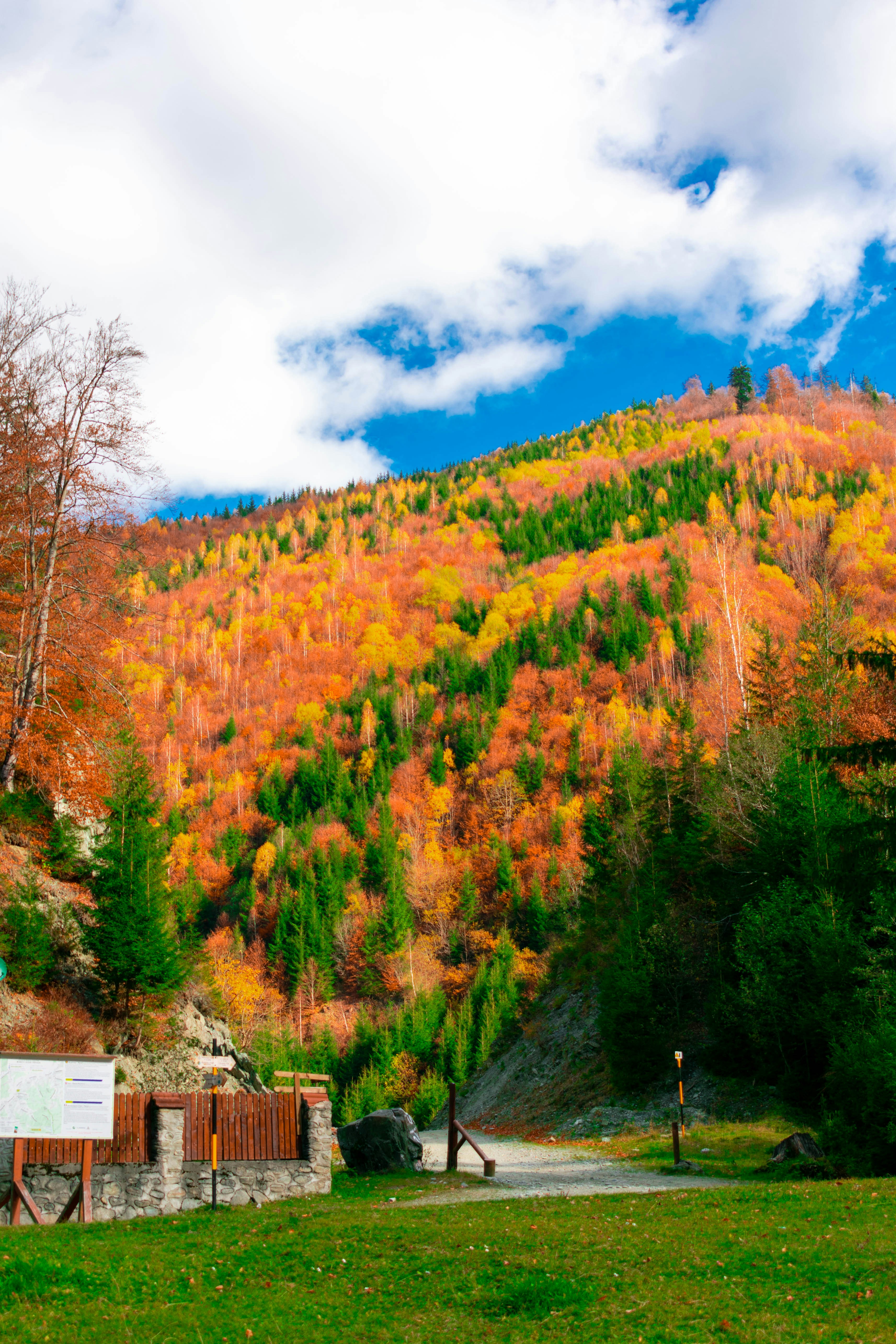 Autumn Ridge: A Palette of Conifer and Maple along a Mountain Footpath