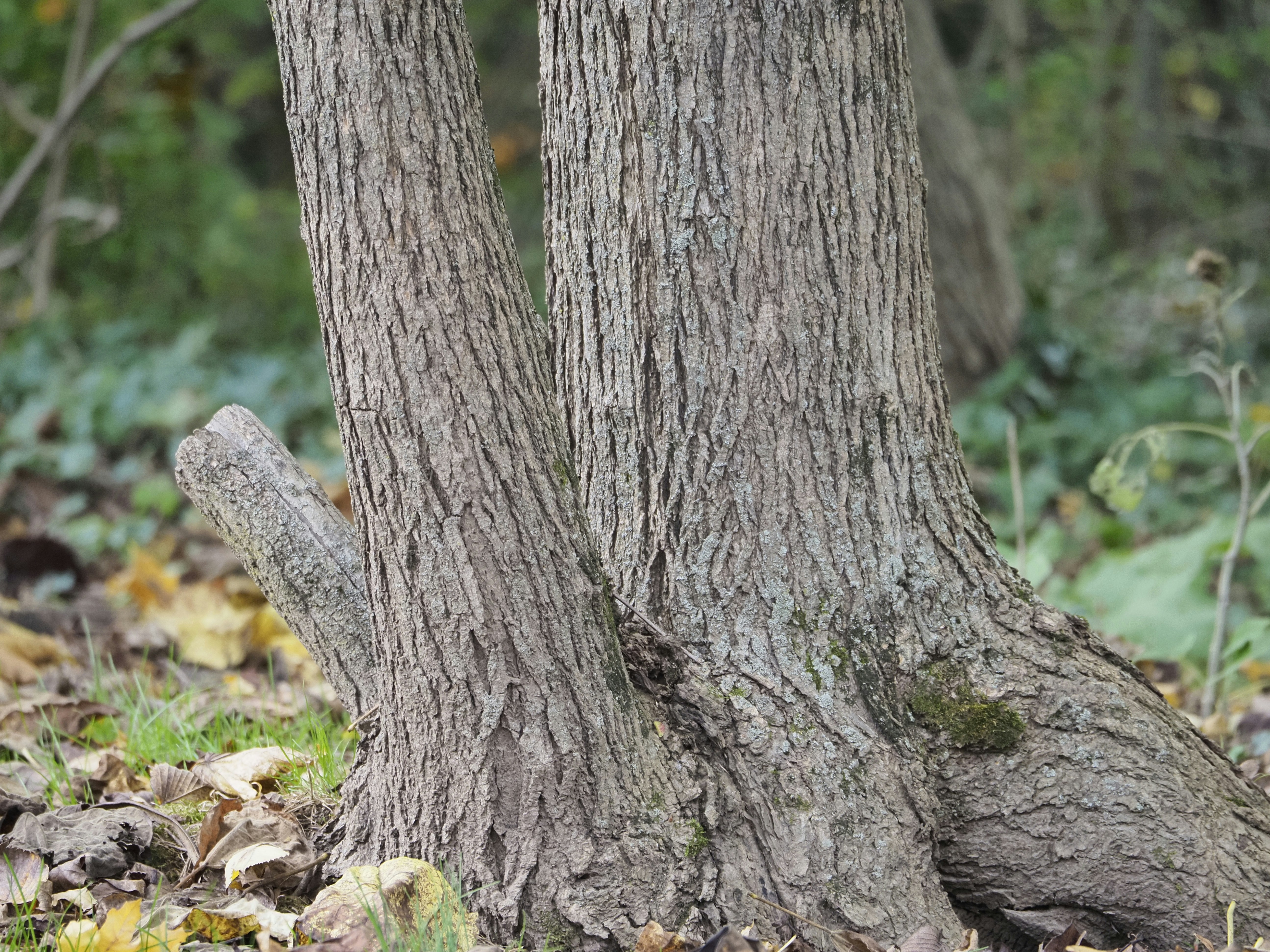 a tree trunk with a small animal on it
