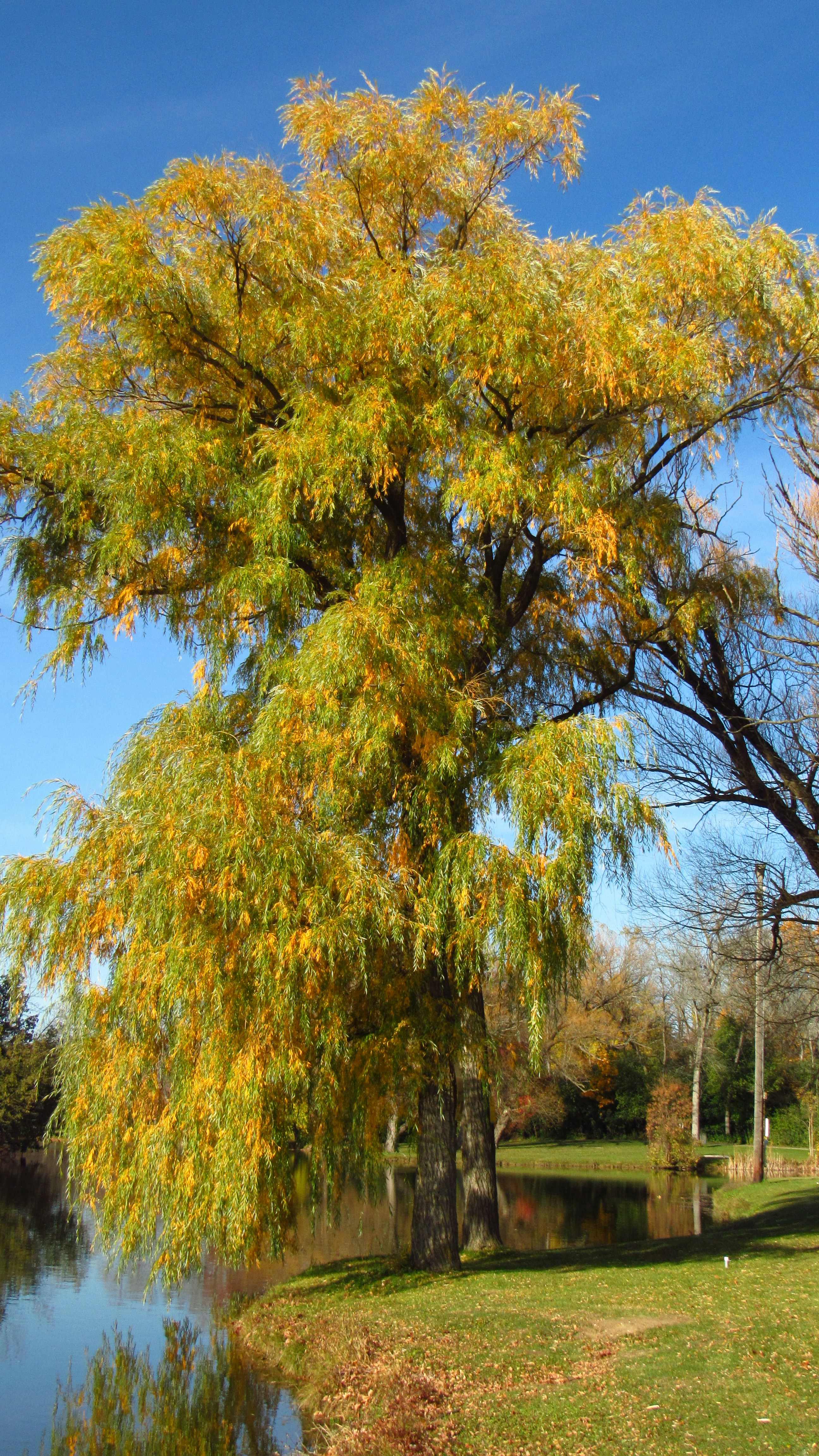 Colorful willow tree in the park pond on a cool fall day
