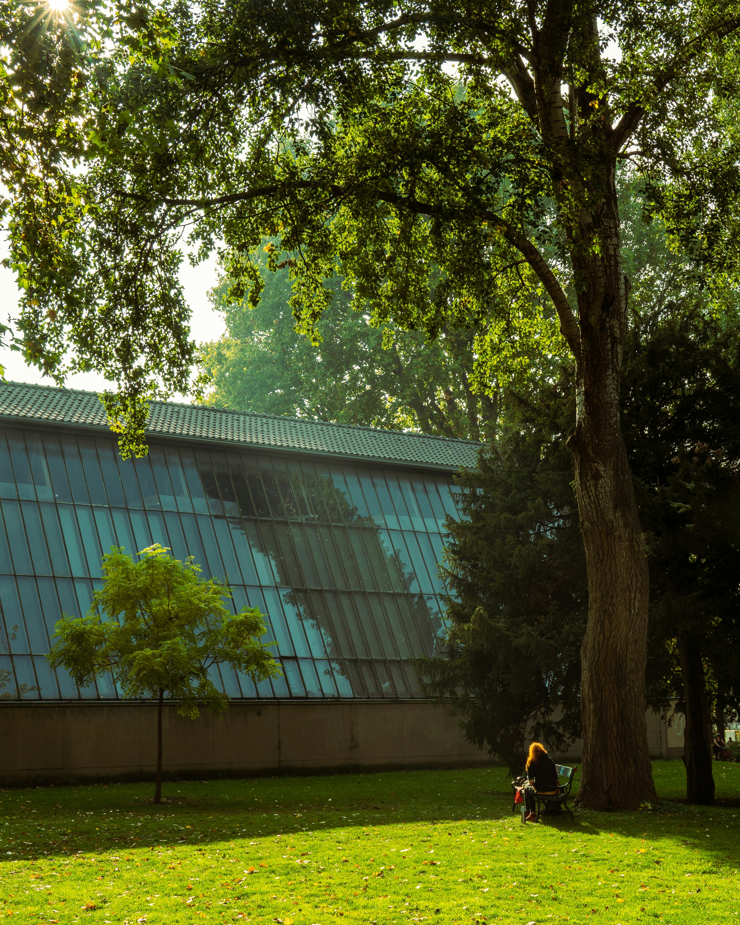 Sunlit Quiet: A Park Moment Between Oak, Glass and Grasses