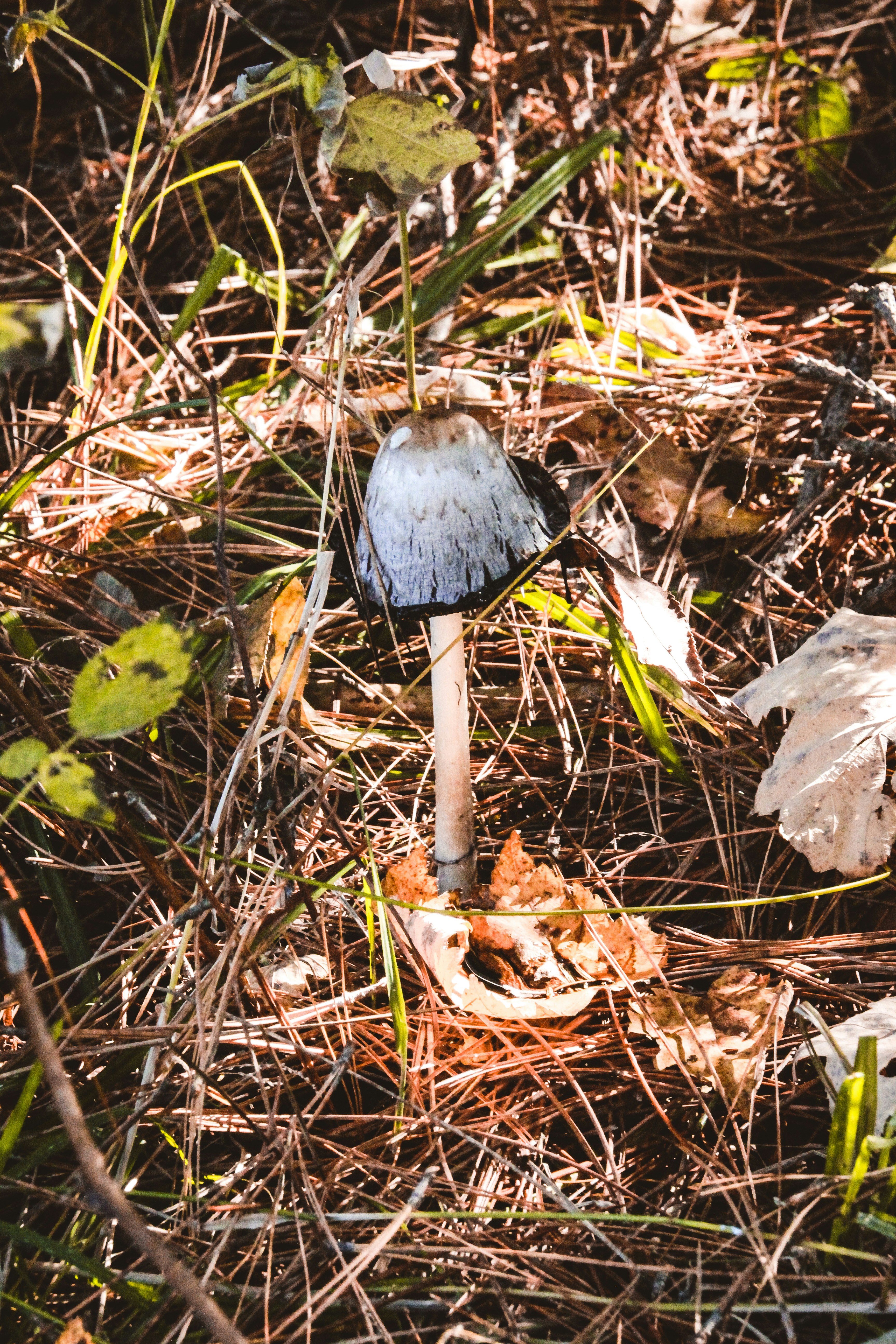 Blue-Cap Emergence: A Delicate Mushroom Among Pine Needle Lattice