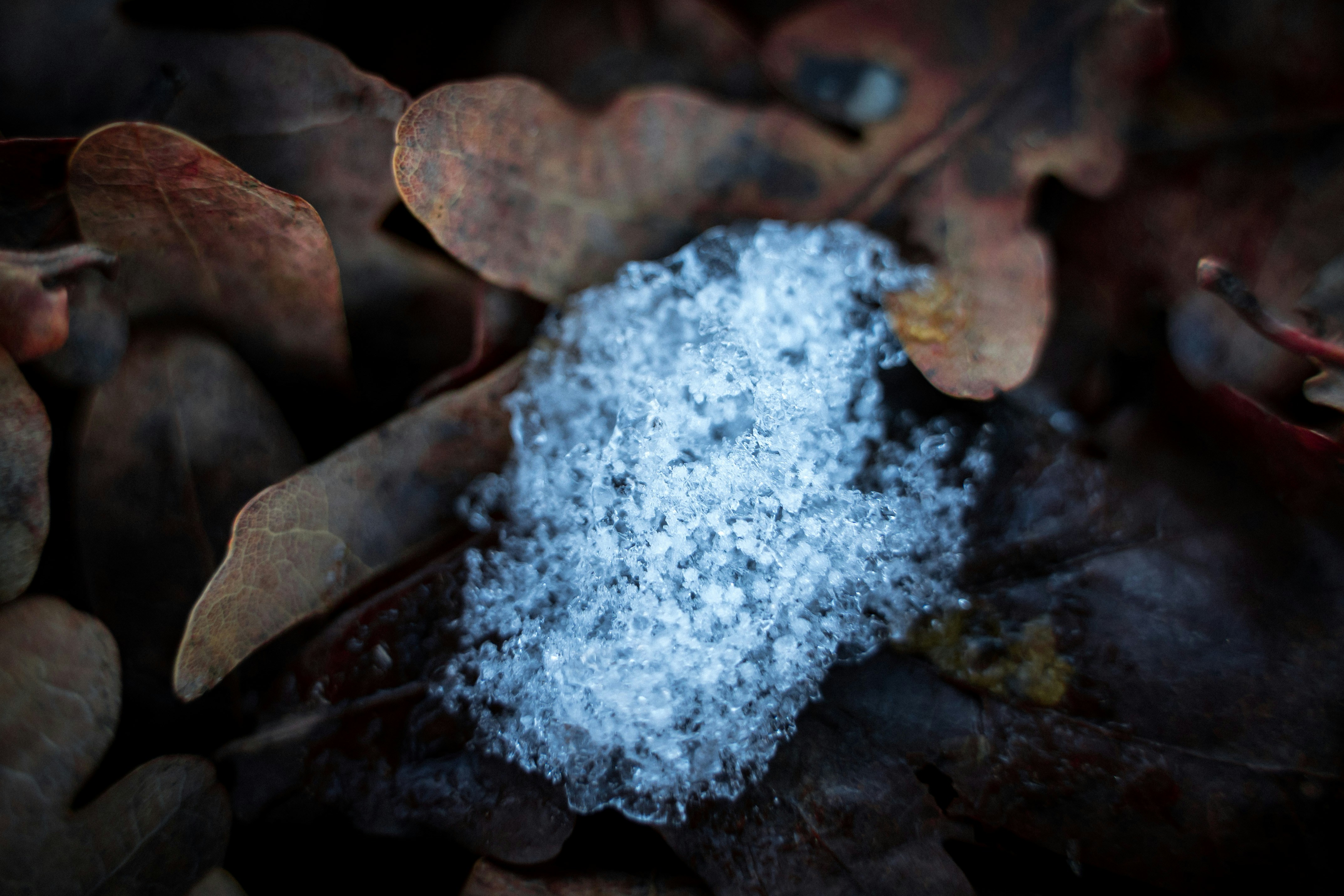 Snow Crystal in Shadowed Leaf Litter