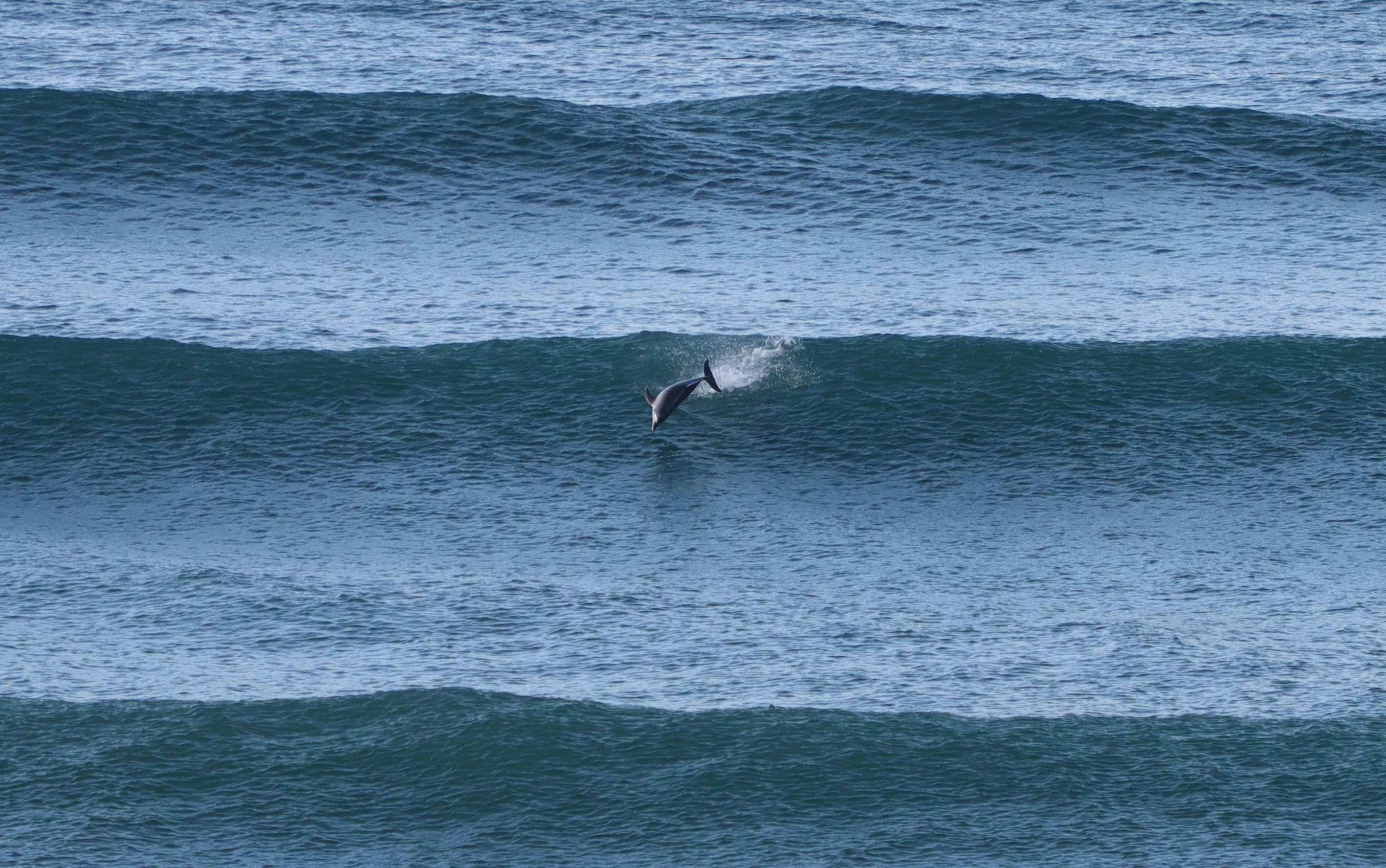 Mid-Wave Silhouette: A lone surfer rides a rolling blue barrel