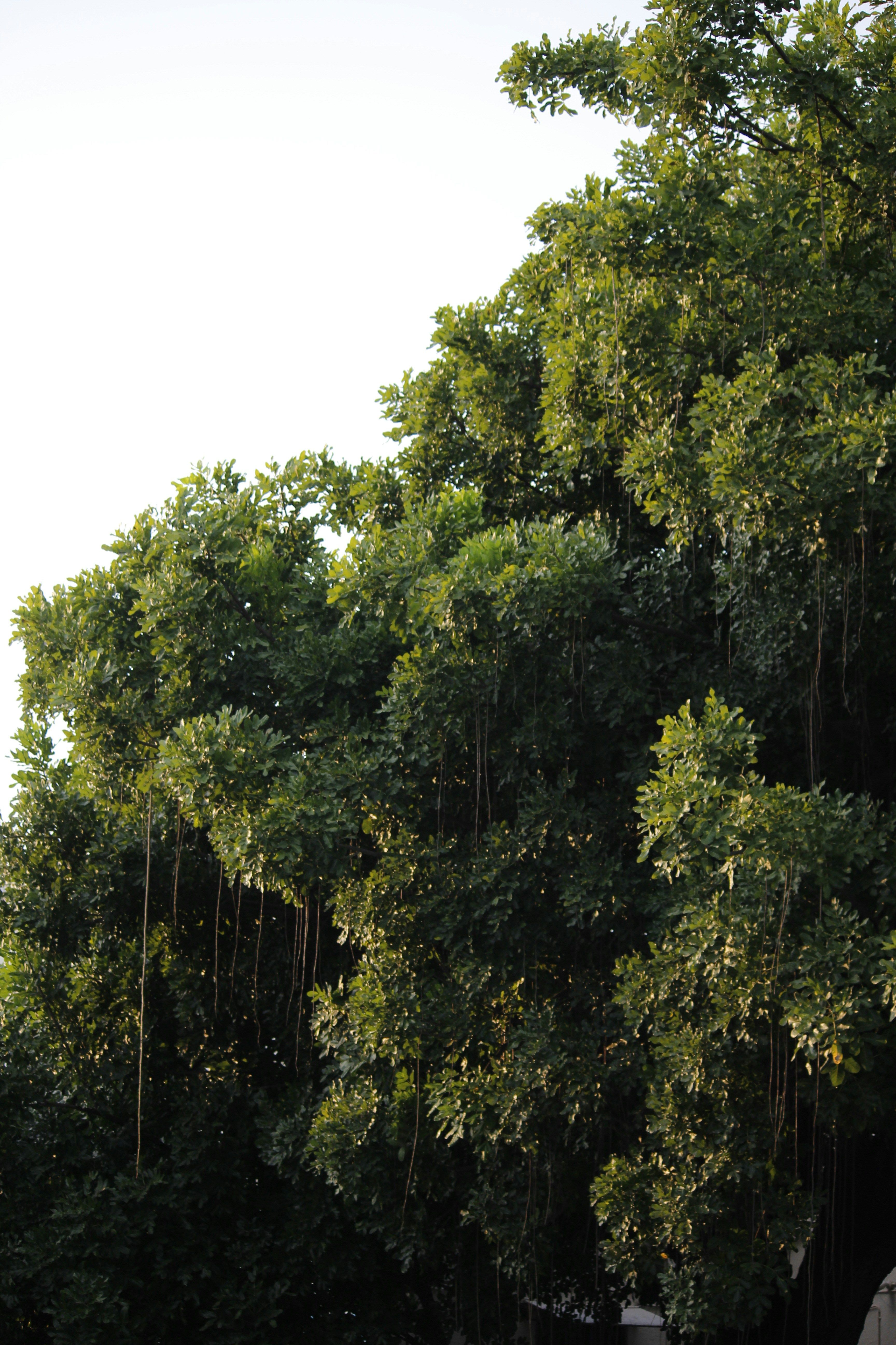 Veil of Green: Aerial Roots Draping a Sunlit Canopy
