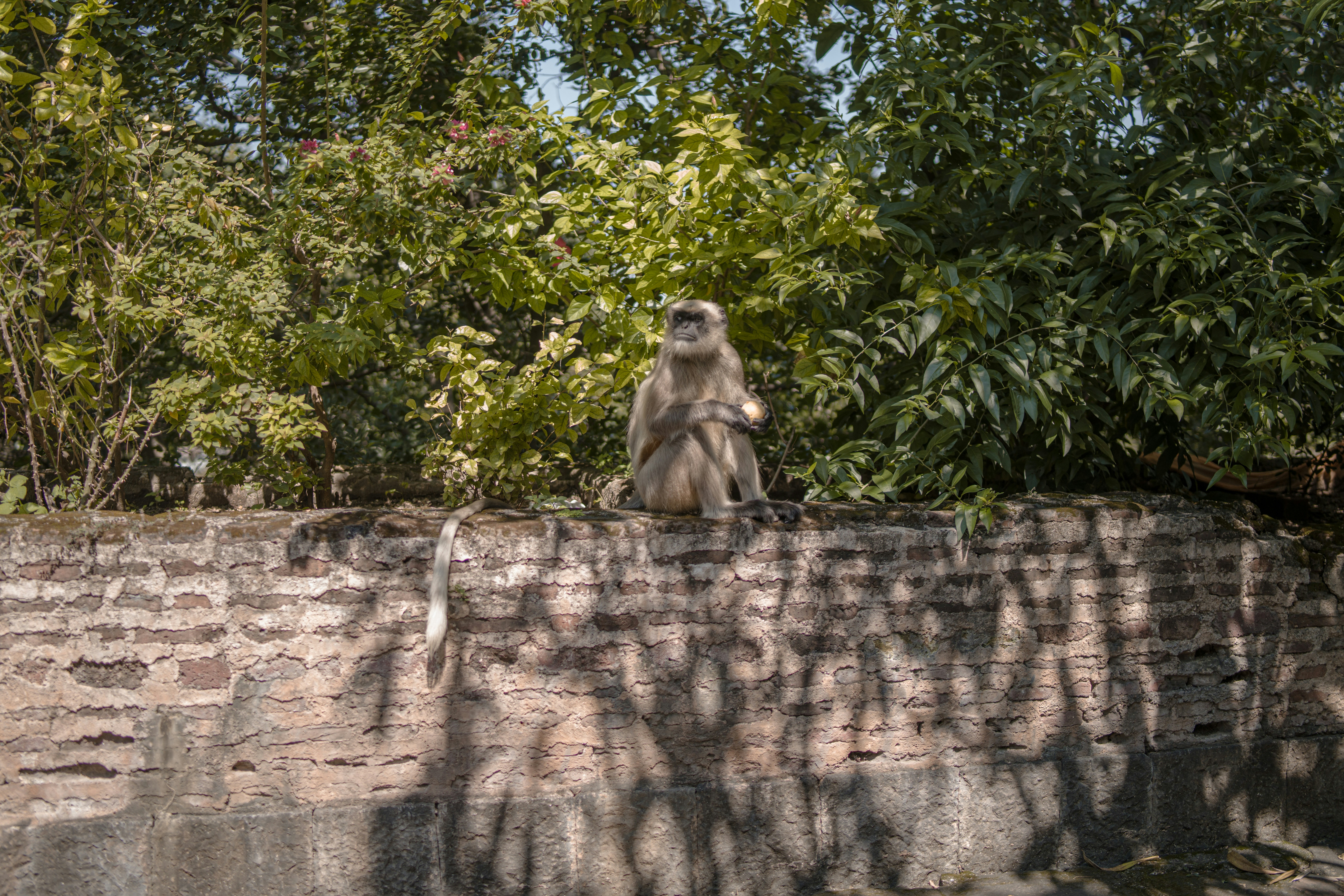 a monkey sitting on a wall