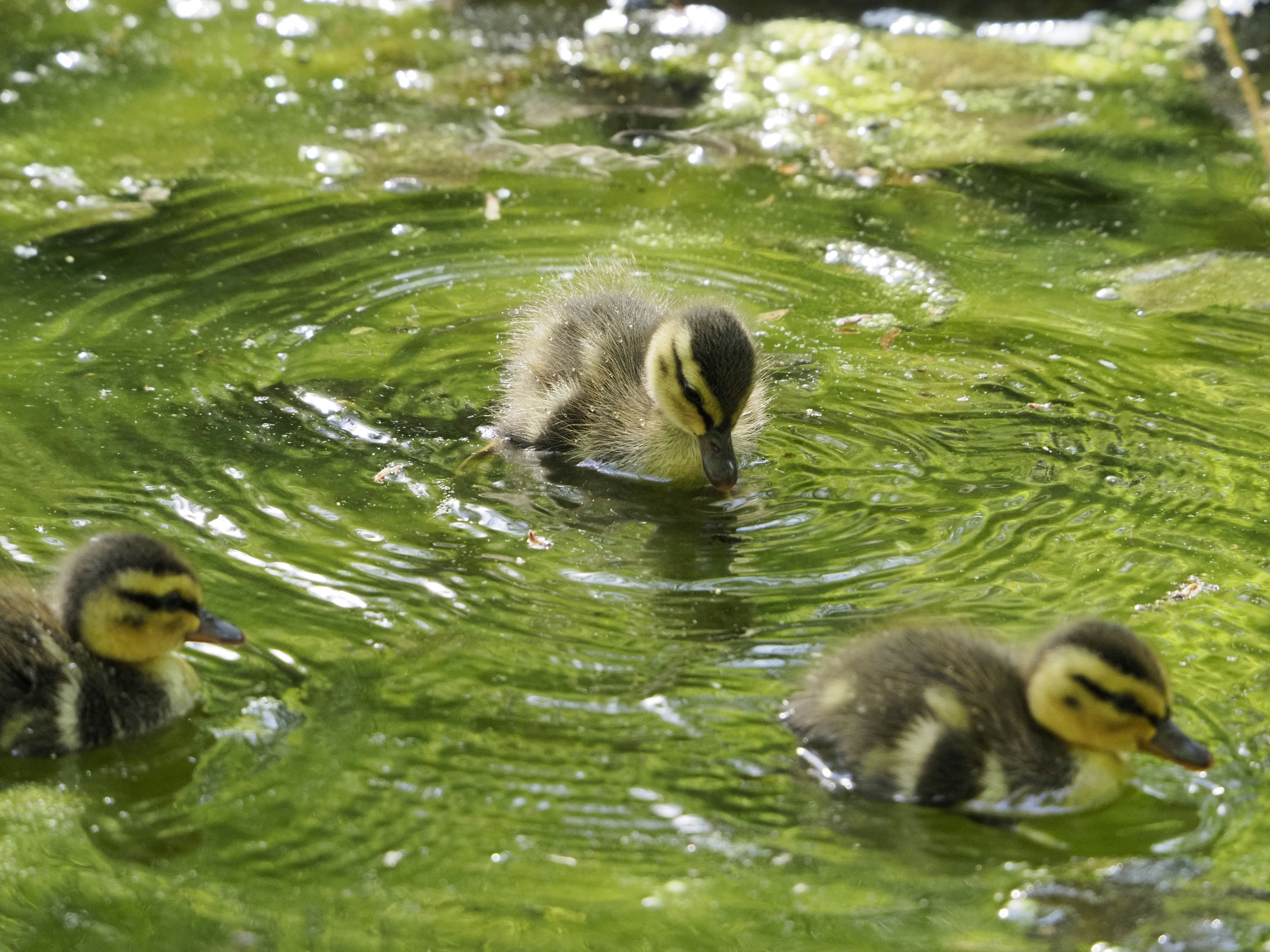 Emerald Ripples: Duckling Trio Gliding Through a Quiet Pond