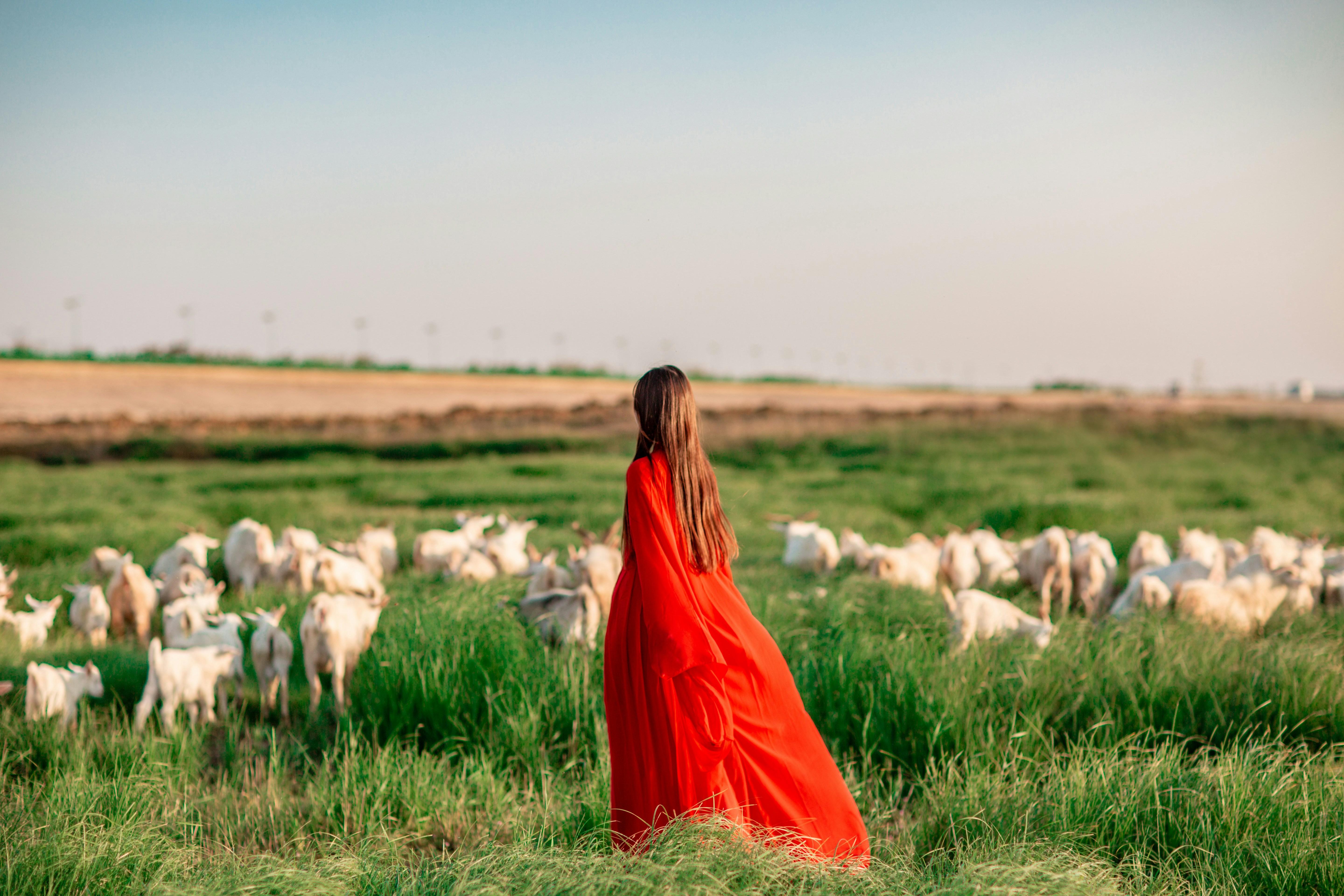 A person in a red dress in front of a herd of sheep photo – Free Human ...
