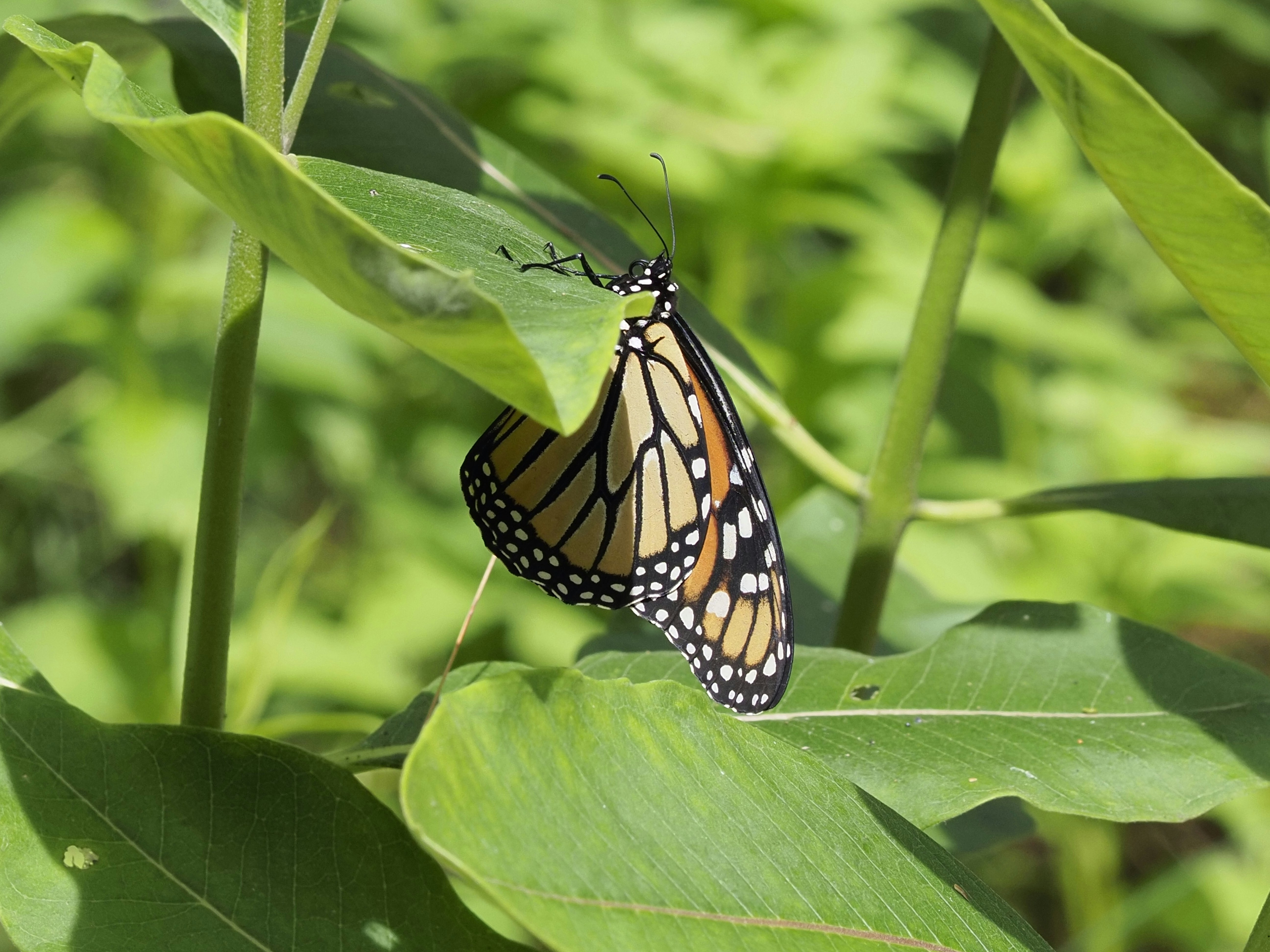 Butterfly in Green: A Monarch Resting on Broad Leaves