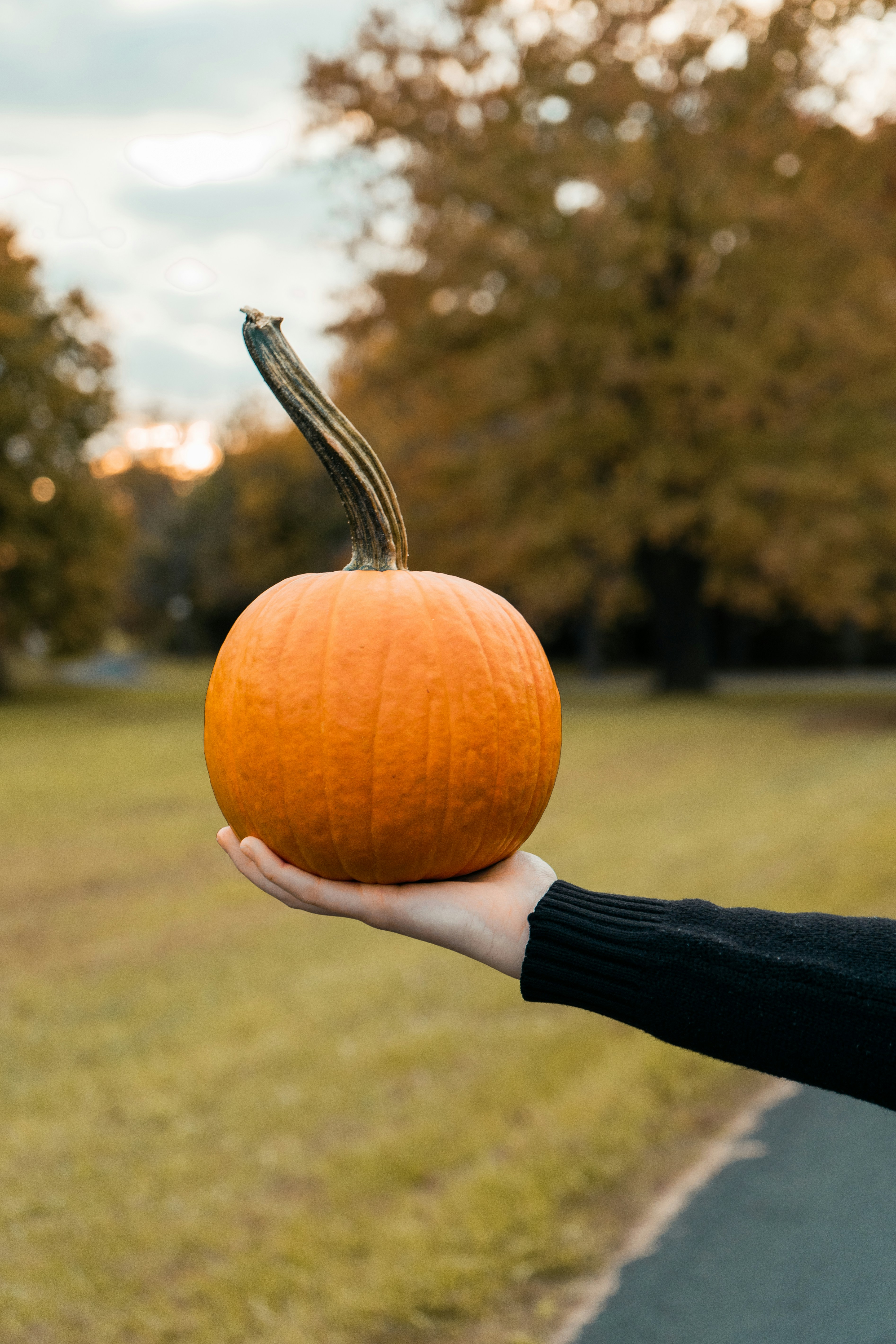 Autumn Arc: A Pumpkin Braced by a Gentle Palm in a Quiet Park