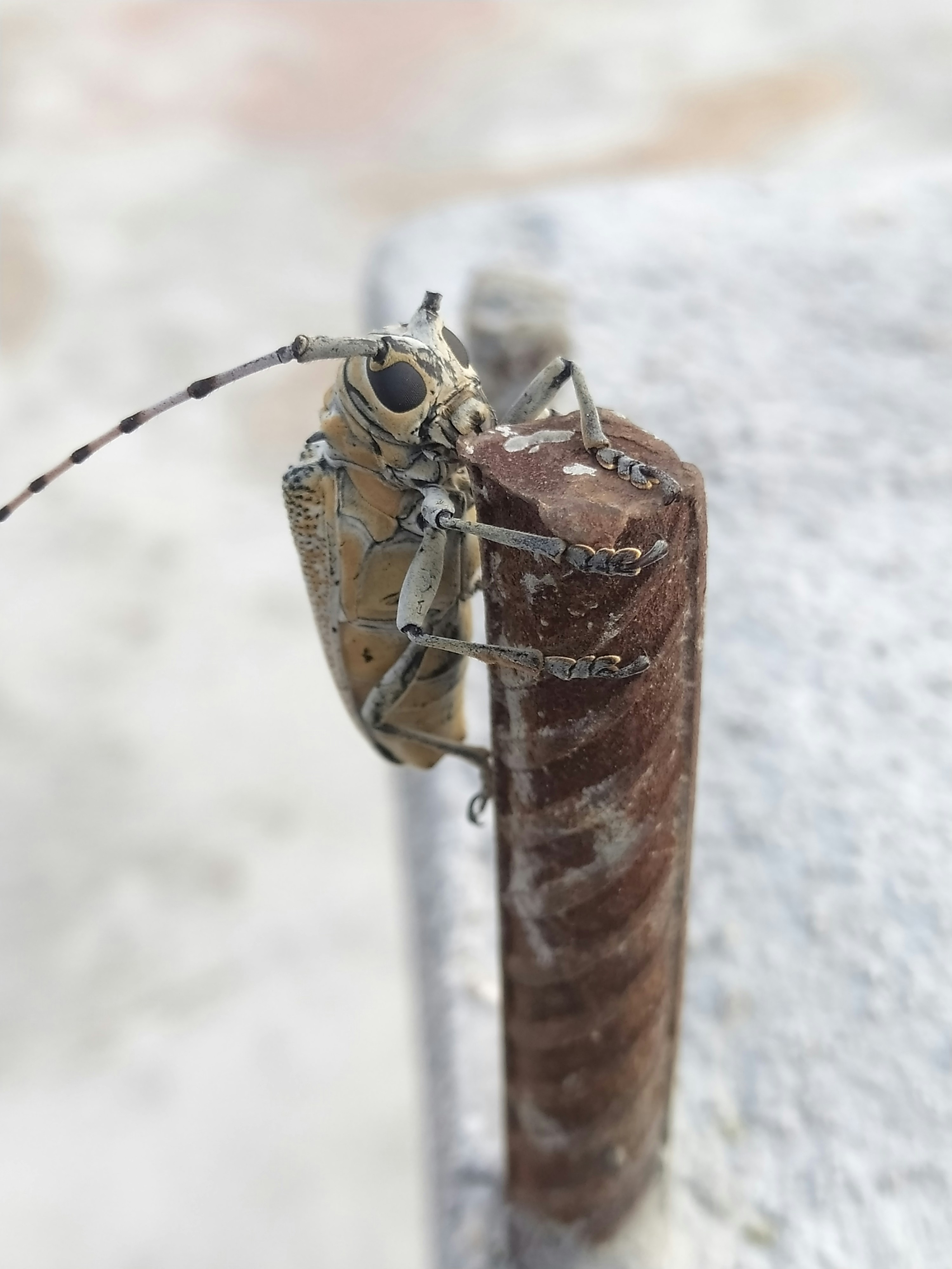 Edge of Rust: a Longhorn Beetle Clings to a Weathered Spike