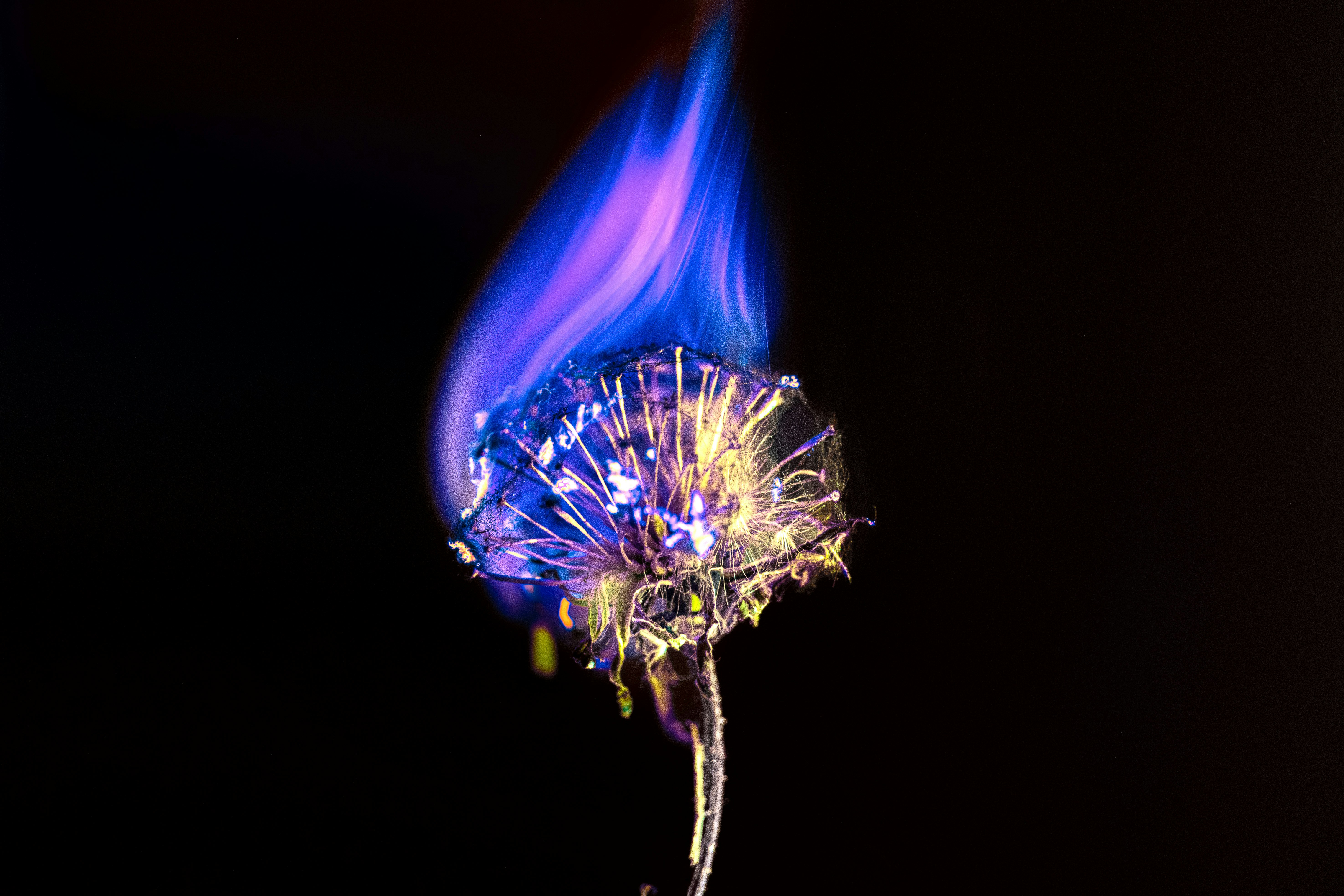 Blue Flame Crown on a Dandelion Seed Head