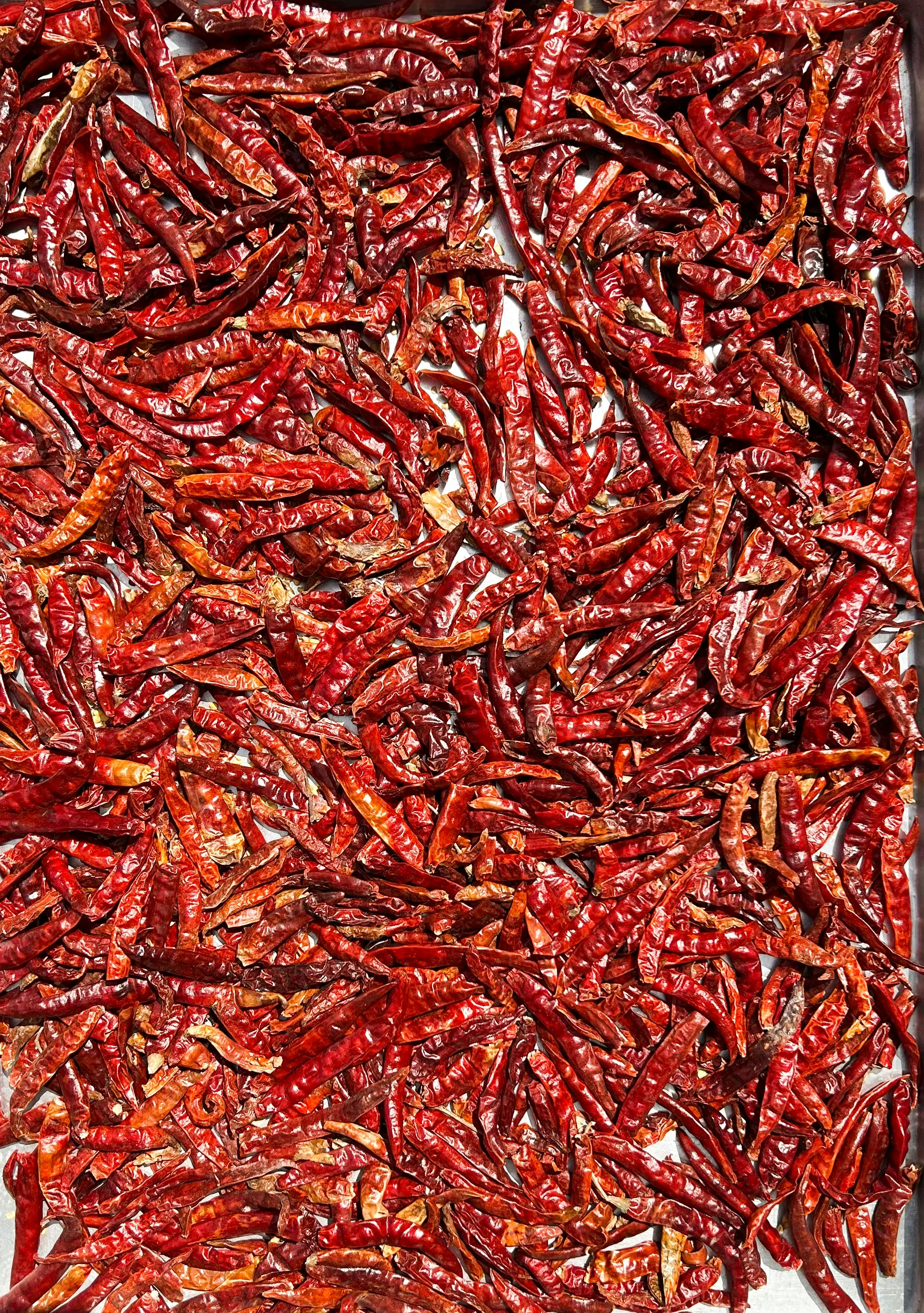 A vibrant array of dried red chilies sprawled across a surface, showcasing their rich textures and colors.