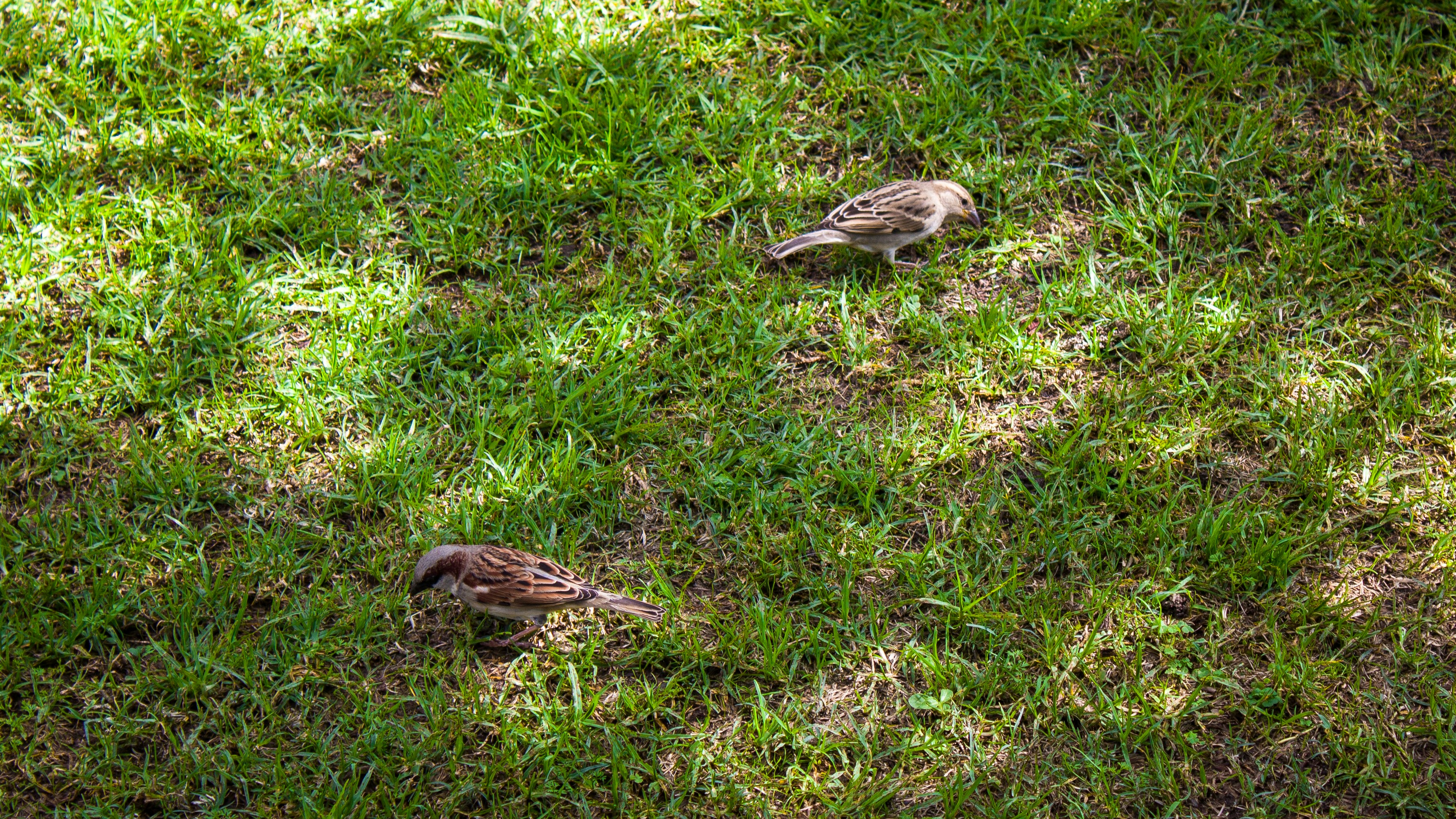 Two sparrows foraging for food on a patch of green grass, illuminated by dappled sunlight.