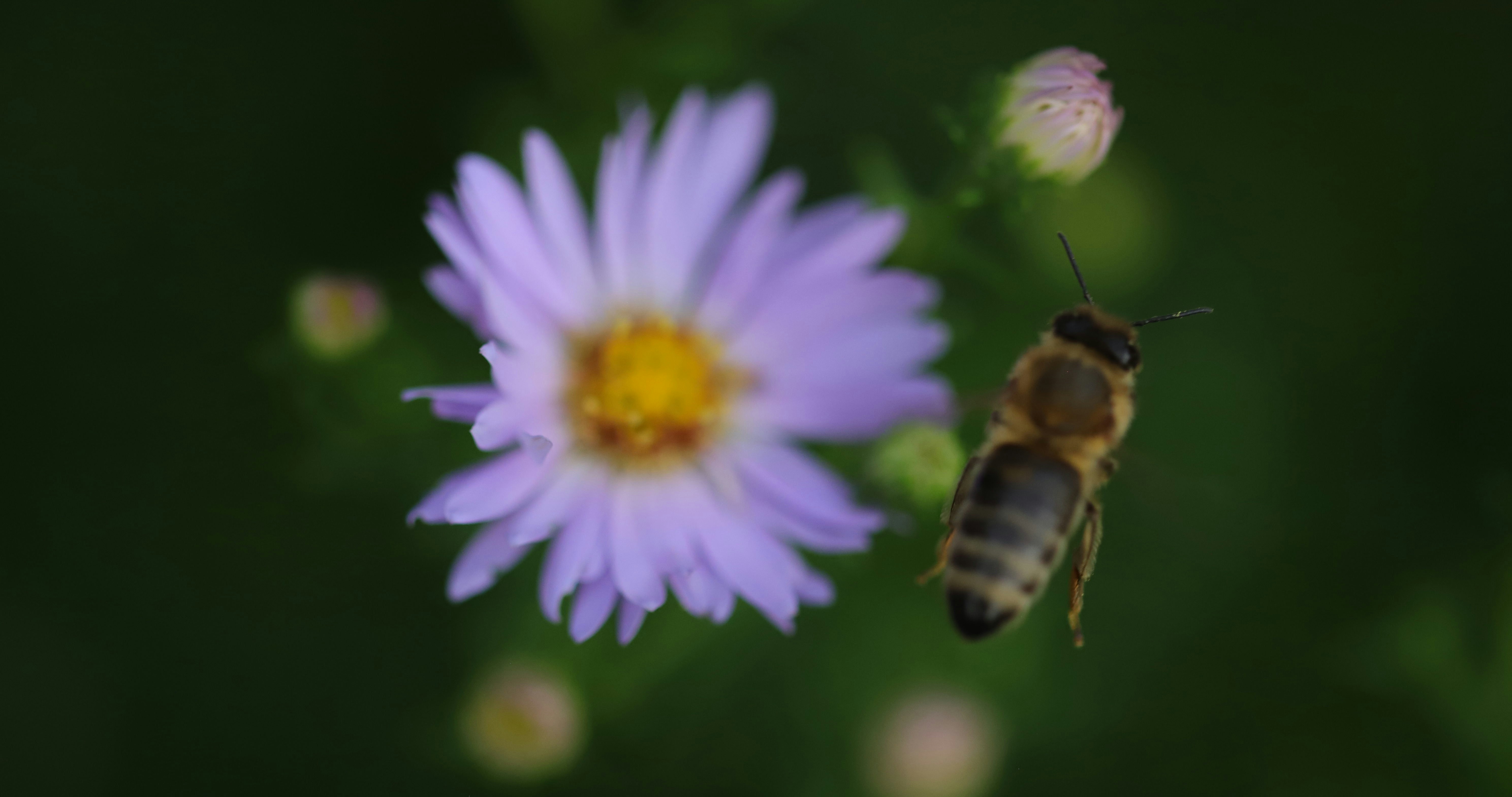 Nectar in Flight: A Honeybee Attends a Purple Aster