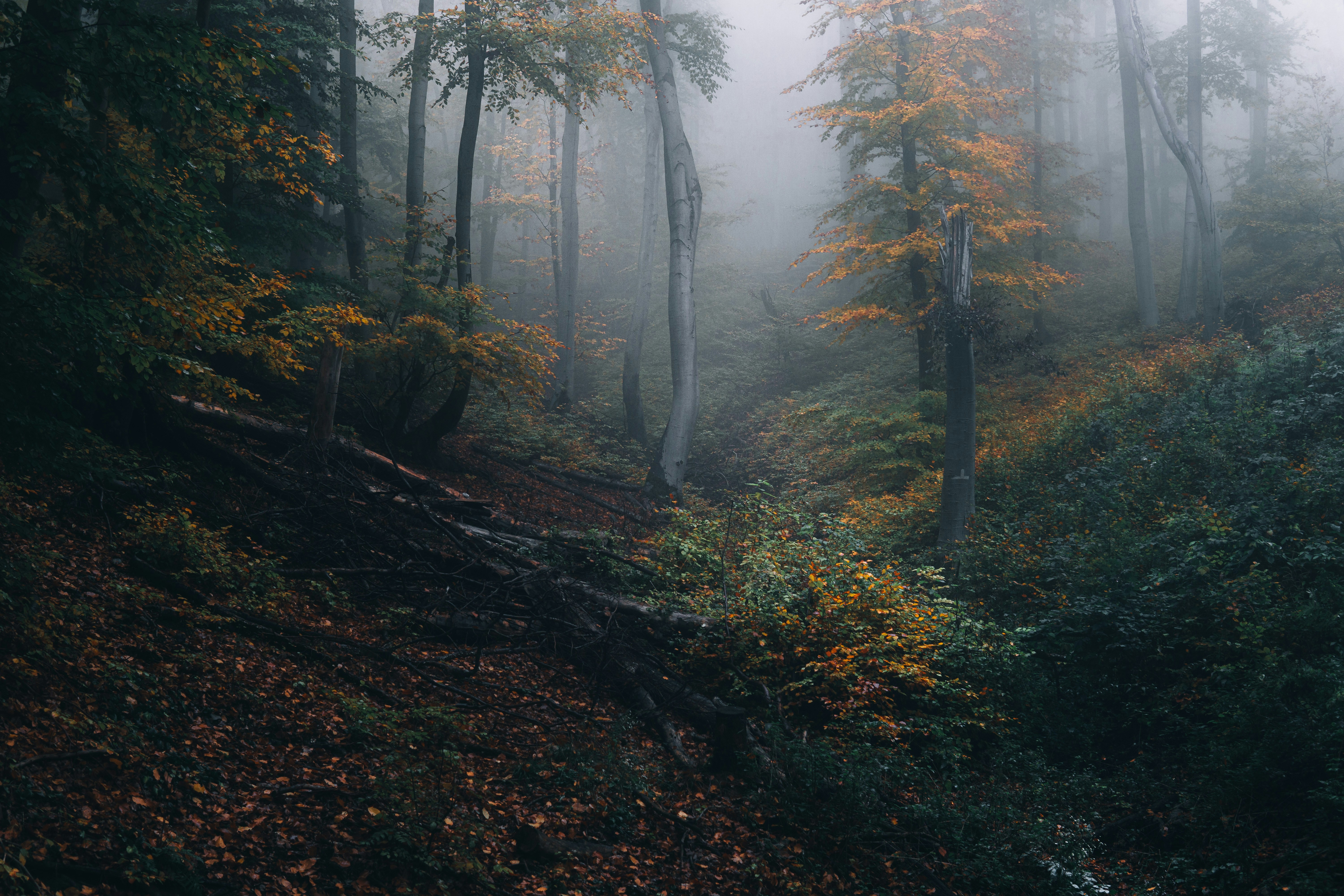 A foggy forest with trees and bushes photo – Free Nature Image on Unsplash