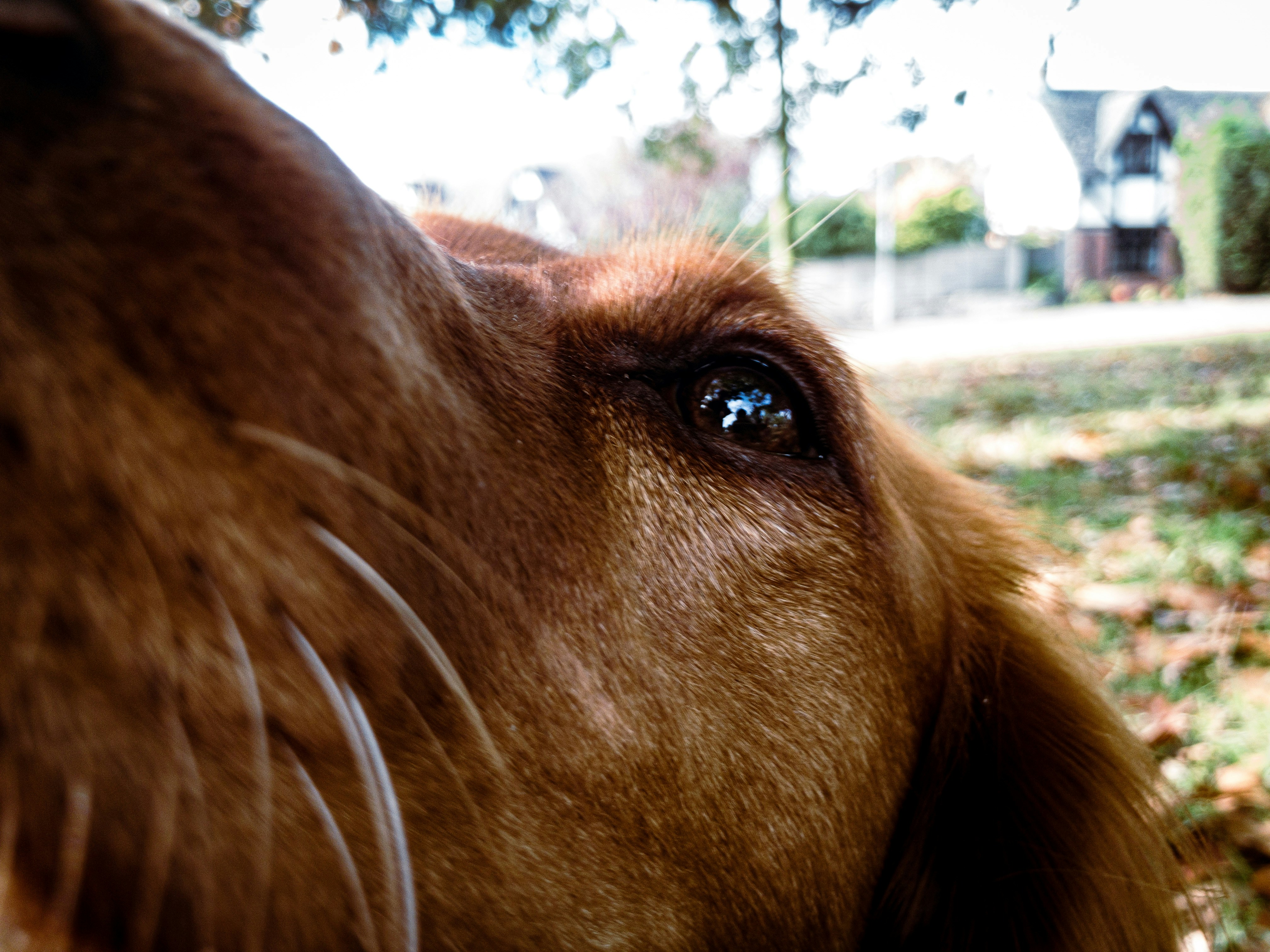 Amber Gaze in a Quiet Yard: Close-Up of a Dog Among Fallen Leaves