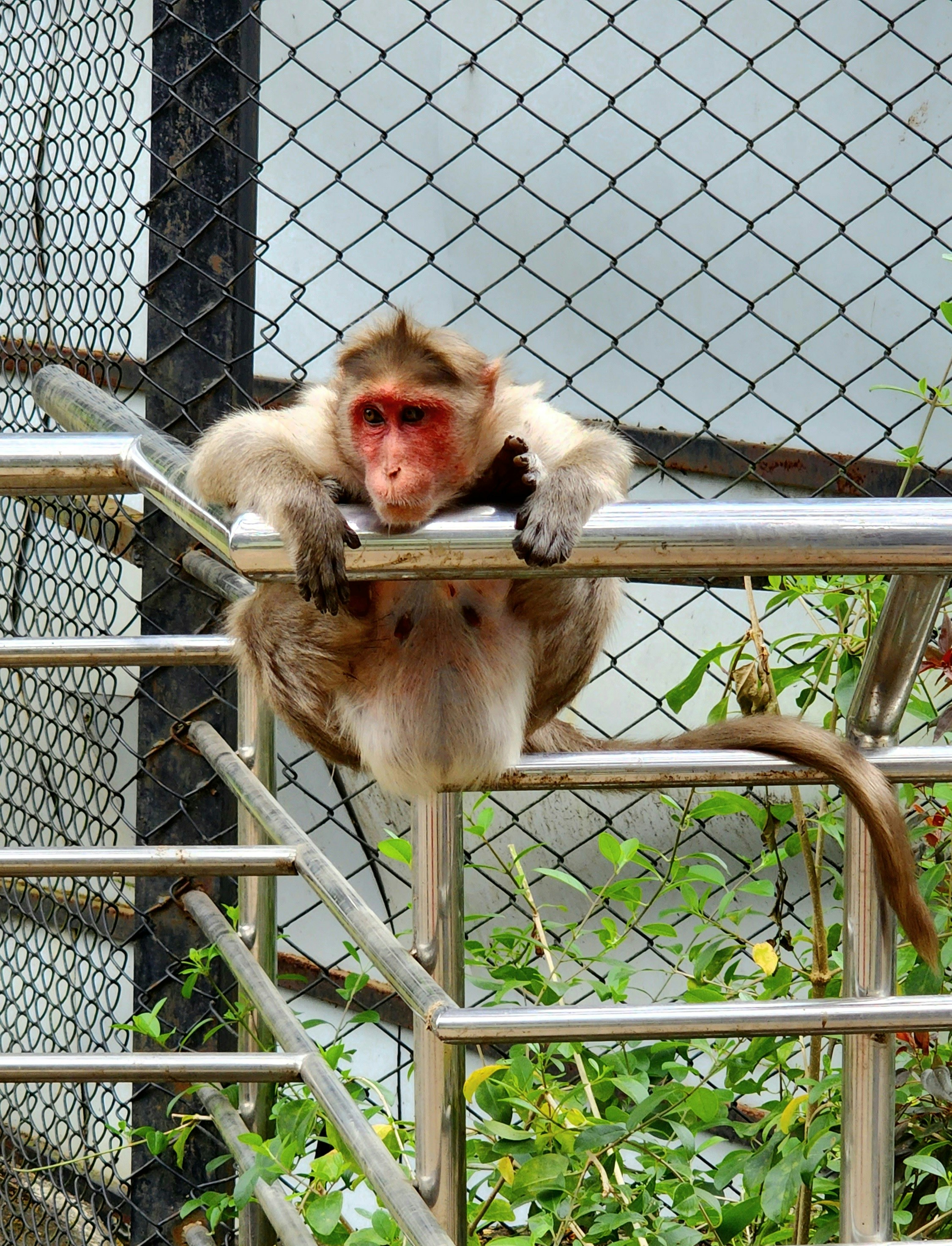 a monkey sitting on a branch
