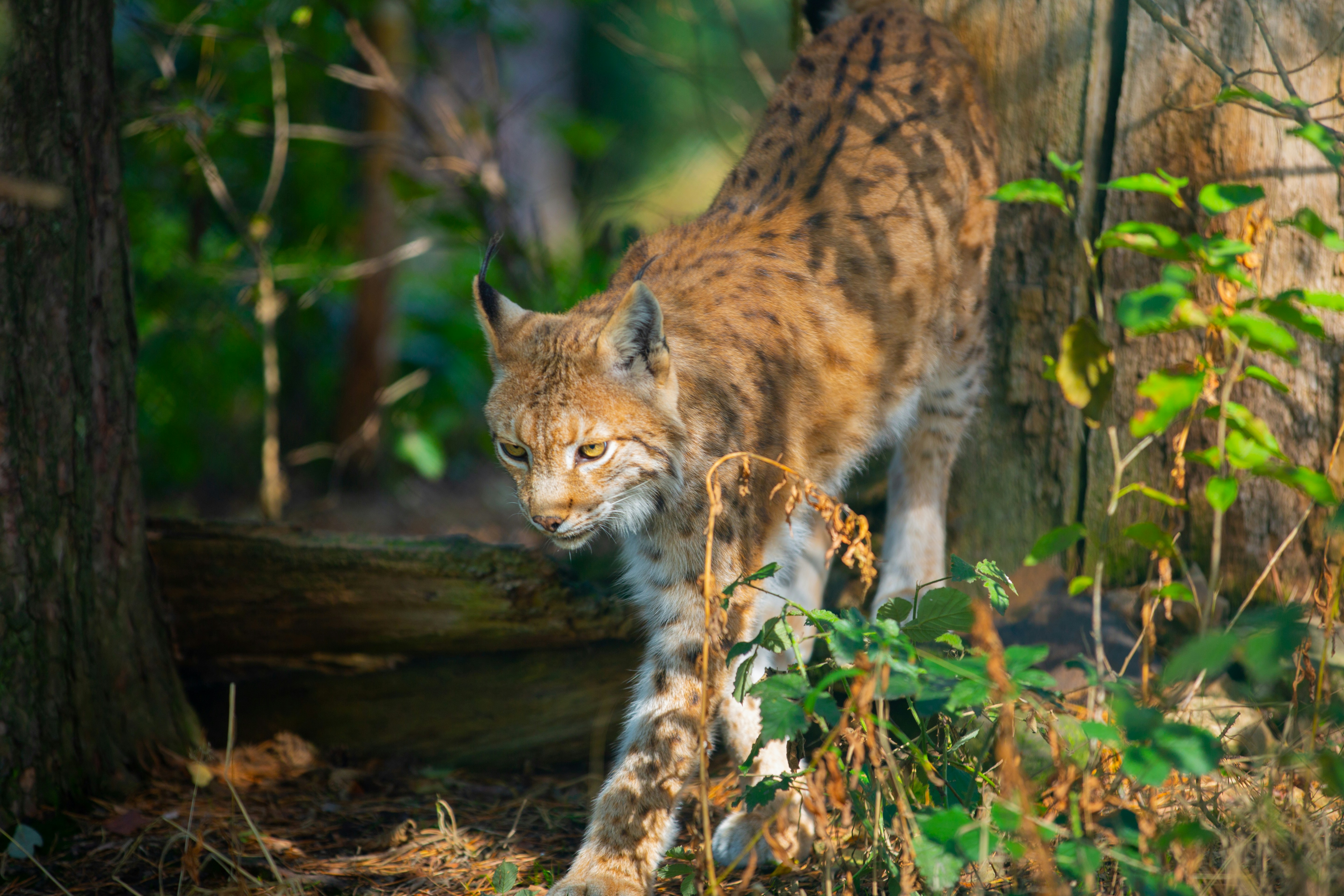 A wild cat in the woods photo – Free Animal Image on Unsplash