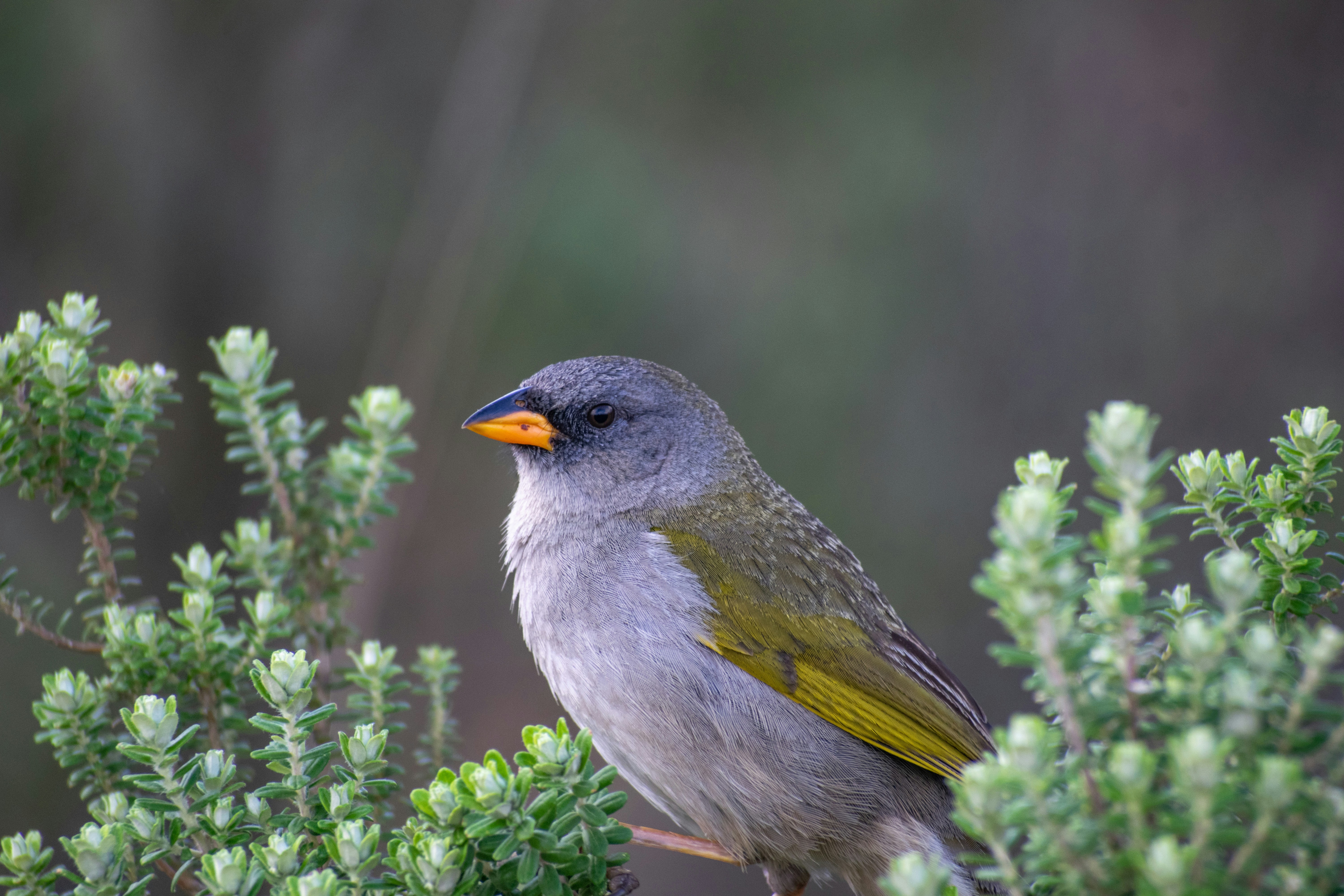 Olive-backed Warbler at Rest Among Greenery