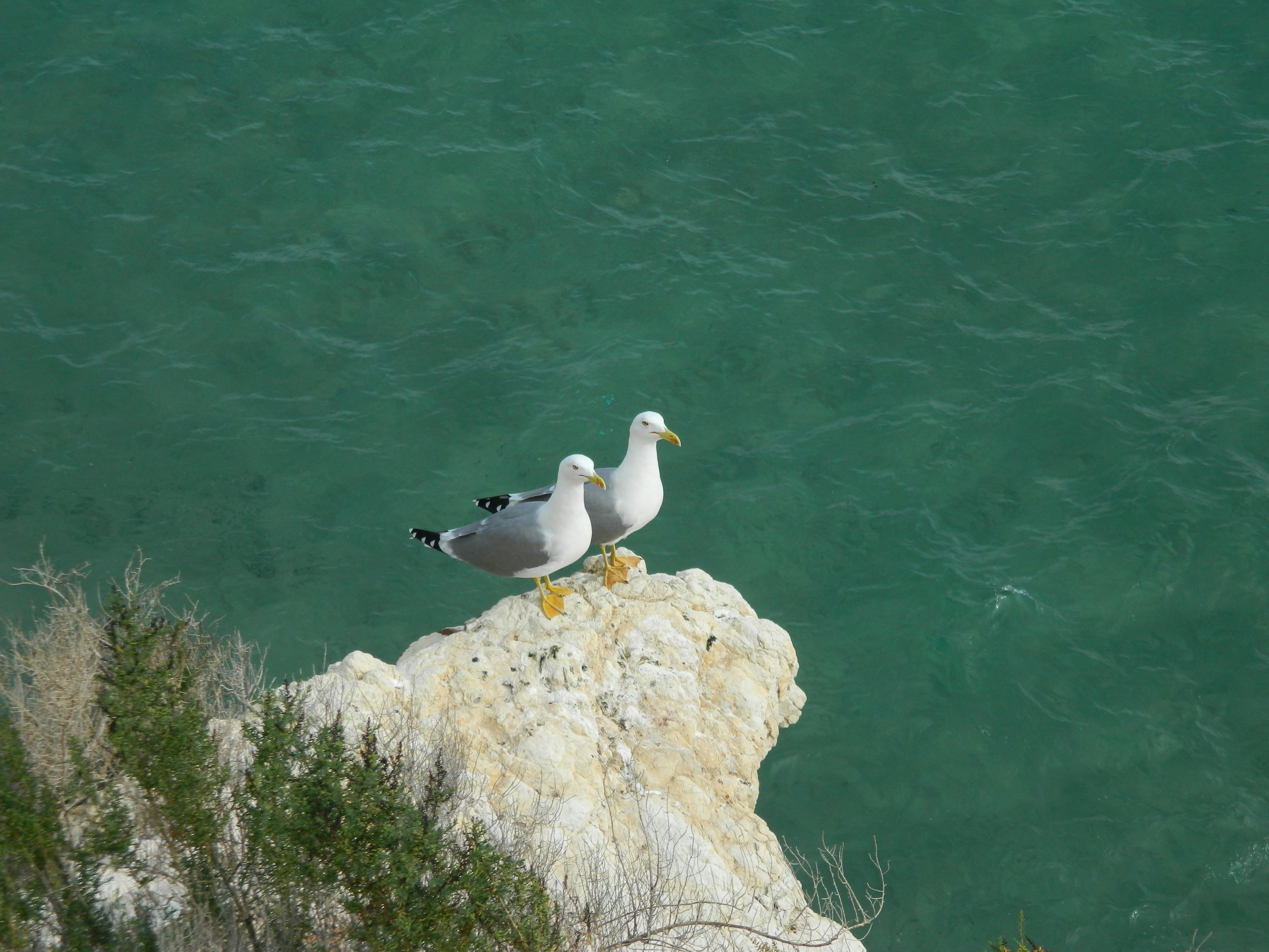 Two Seagulls Perched on a Pale Crag Over Turquoise Waters