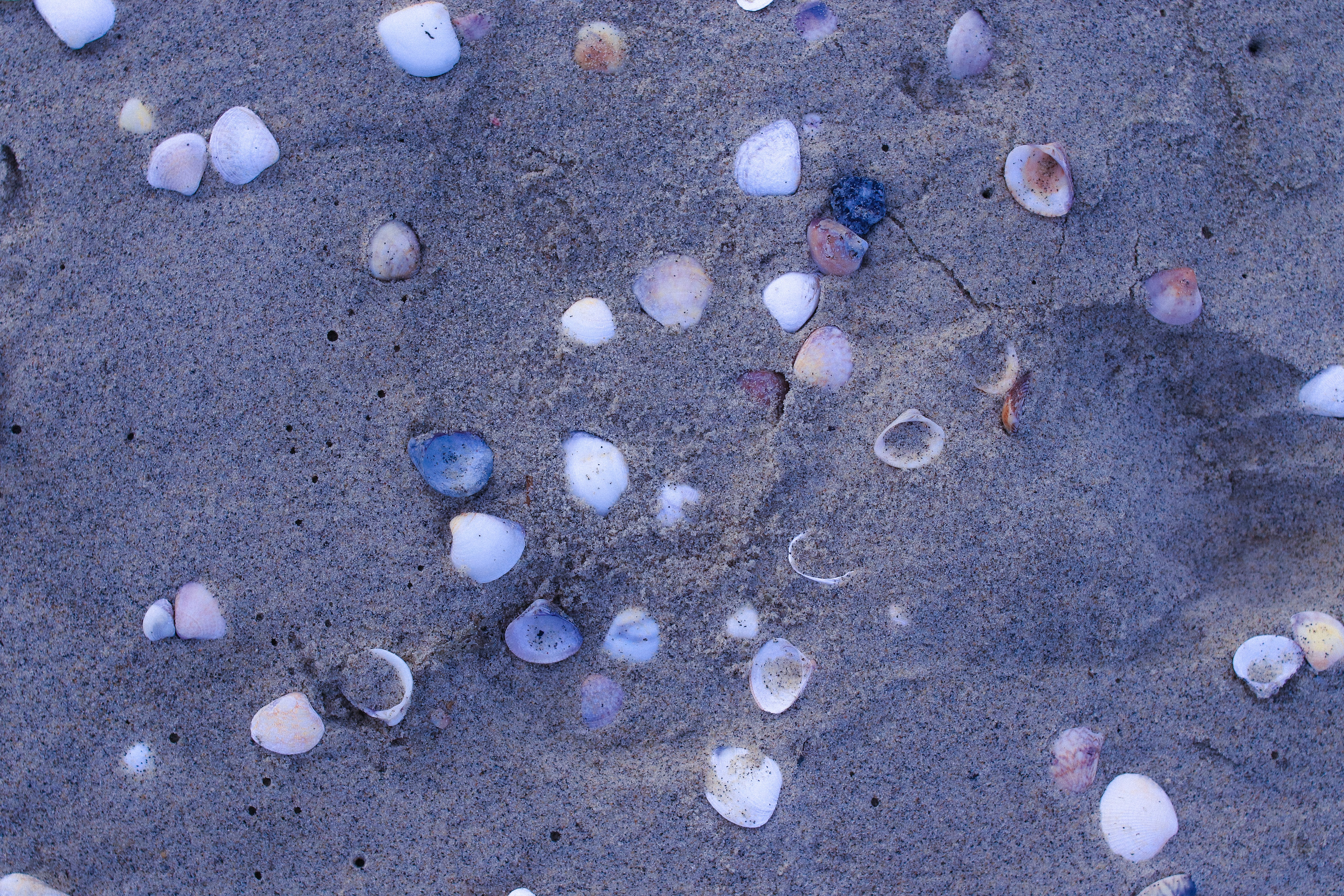 Seashell Symphony on Wet Sand