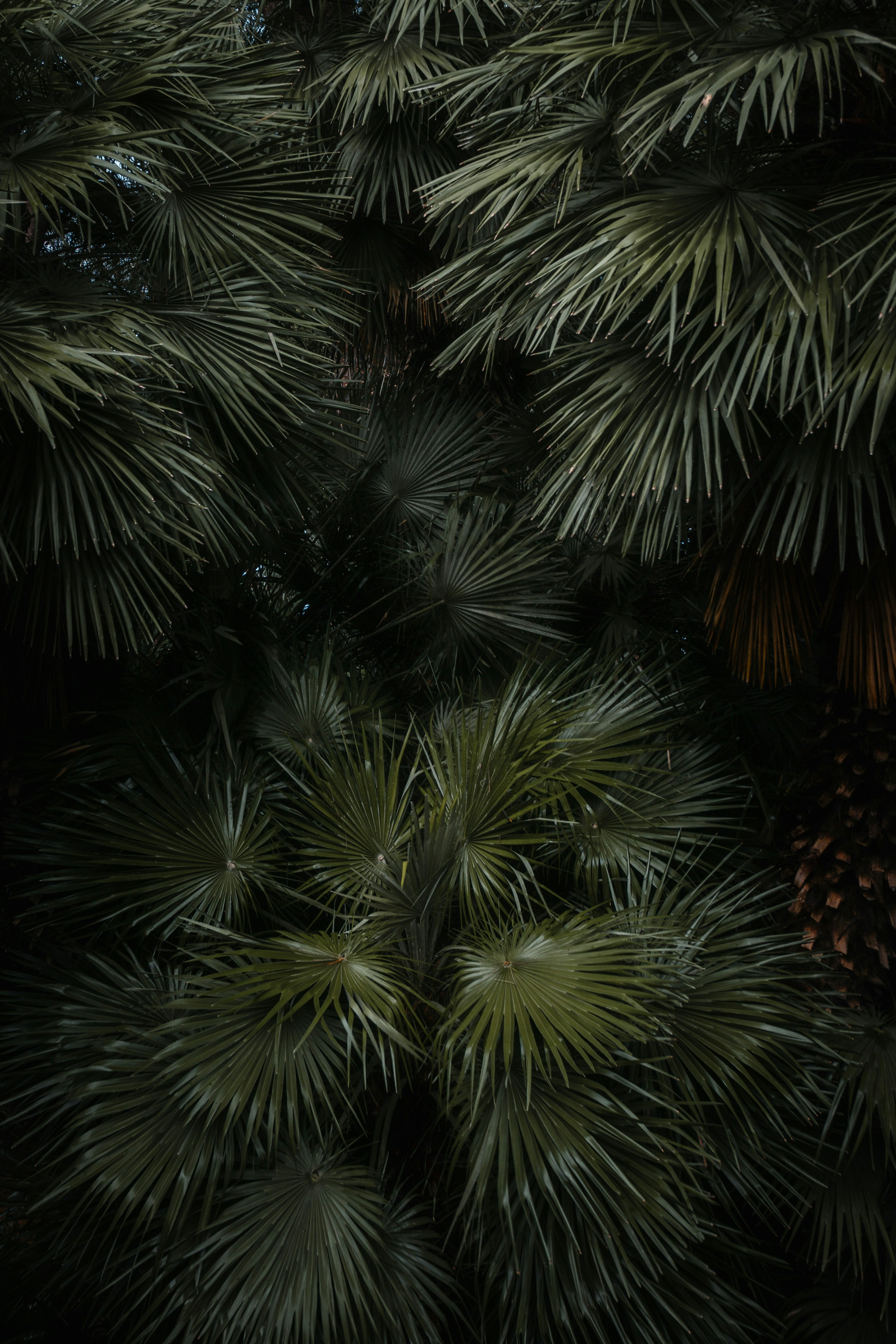 a group of palm trees