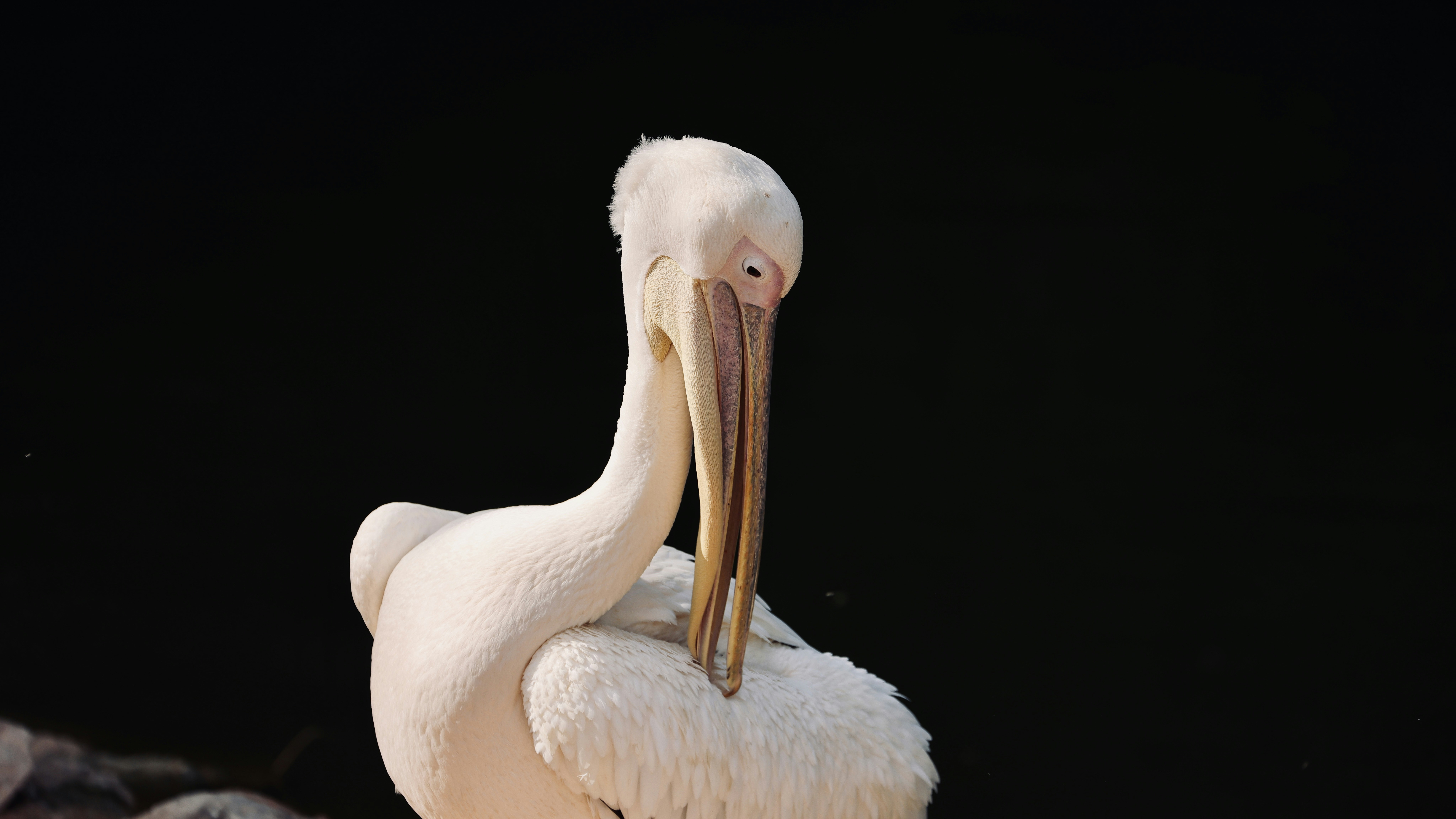 Ivory Beak in Velvet Darkness: A Pelican Portrait