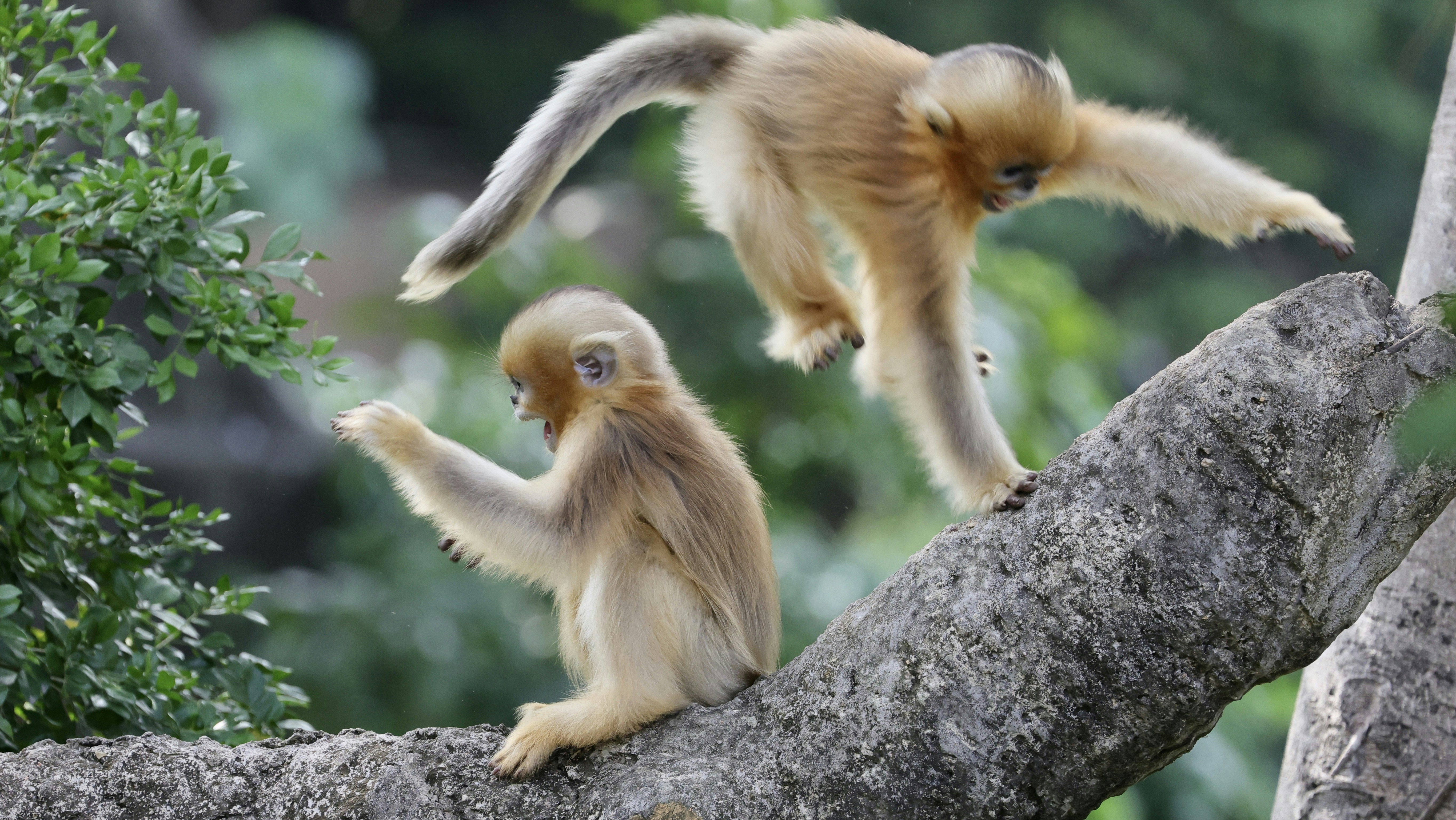 Un singe tenant un bébé singe photo – Photo Animal Gratuite sur Unsplash