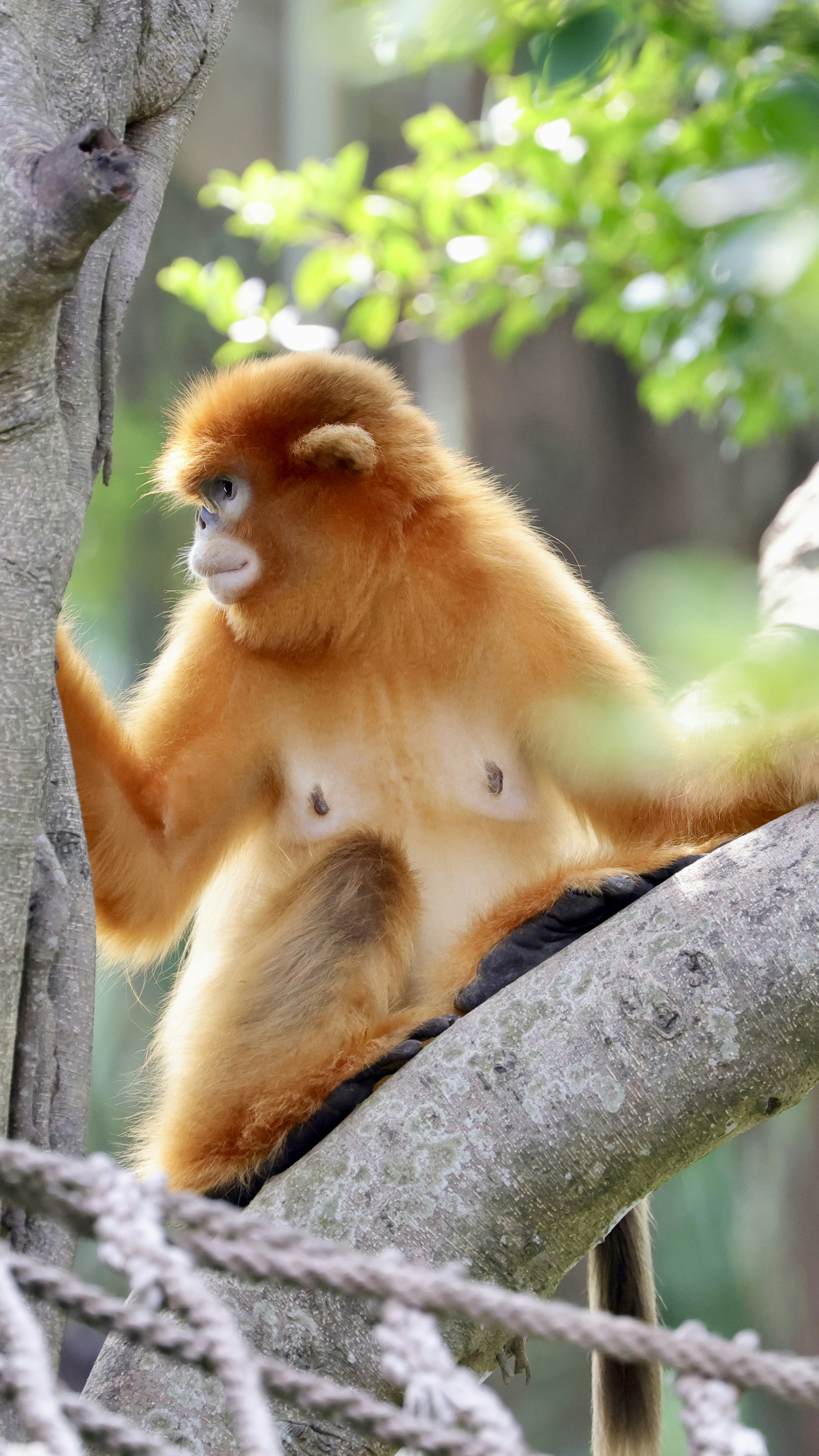 Ember-Furred Sentinel: A Golden Monkey Pausing in the Canopy