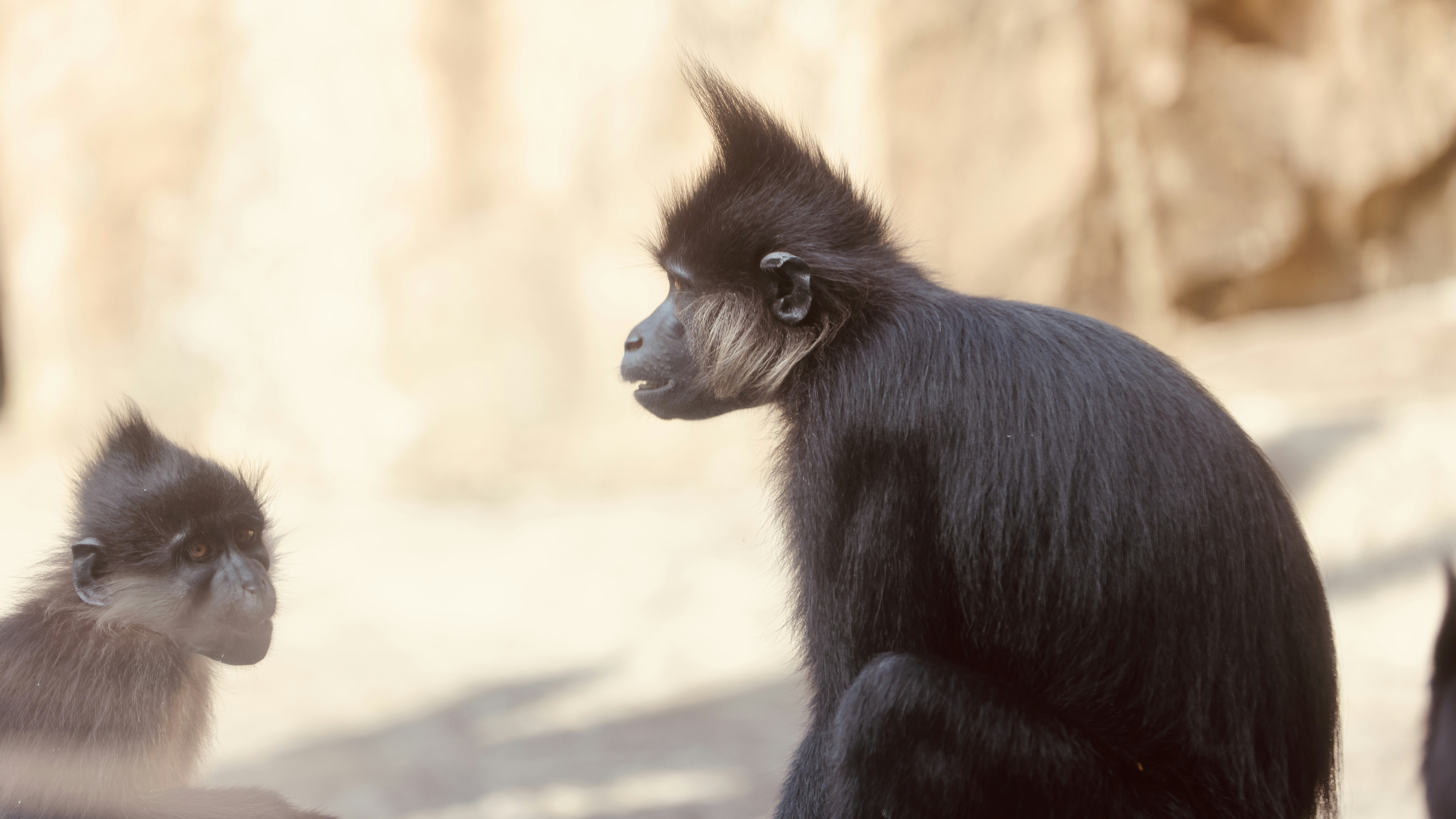 Crested Monkeys in a Sunlit Enclosure: An Observant Adult and a Curious Juvenile
