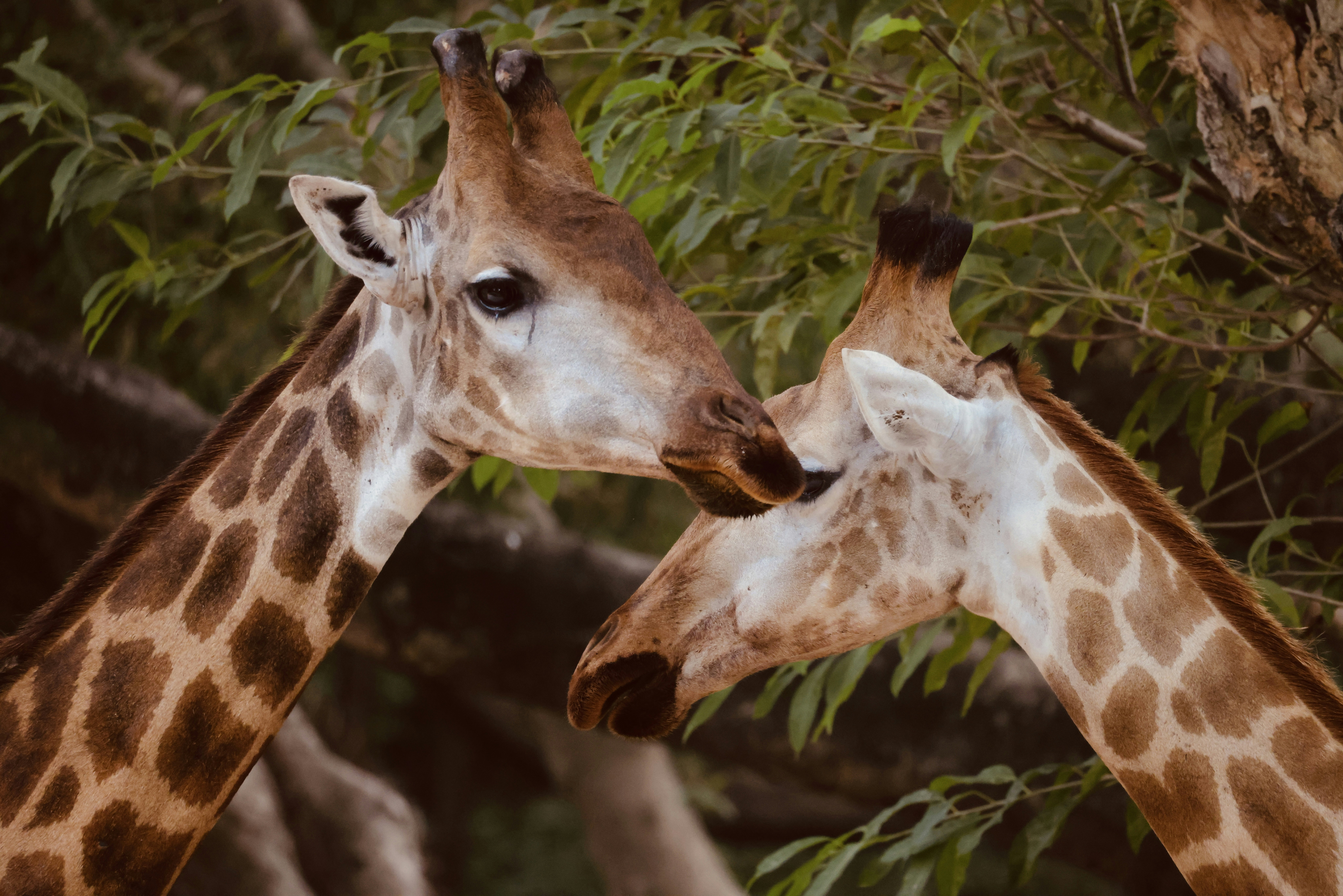 Giraffes in a Quiet Greet
