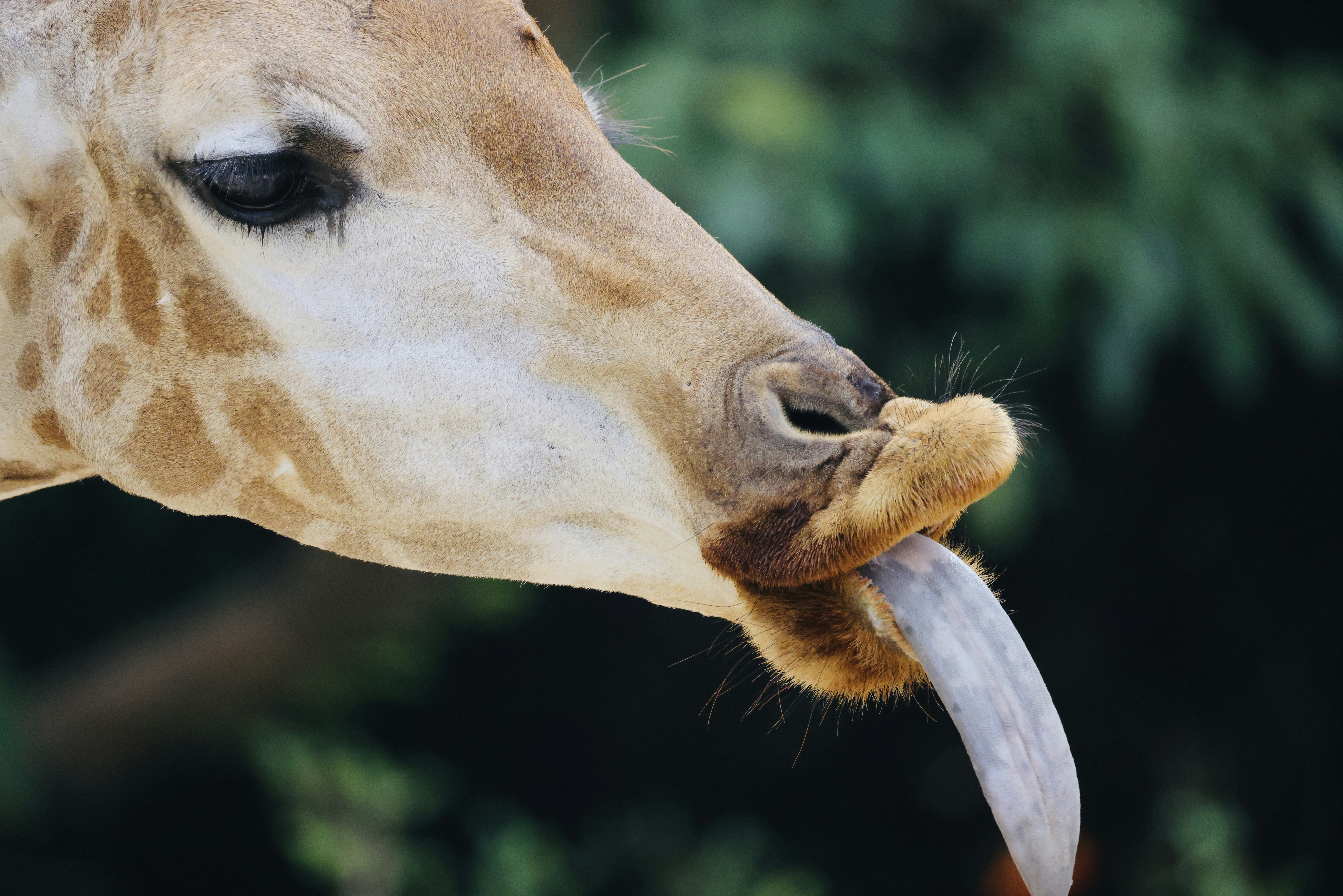 Giraffe in Profile: Salty Breath of a Long-Tongued Moment