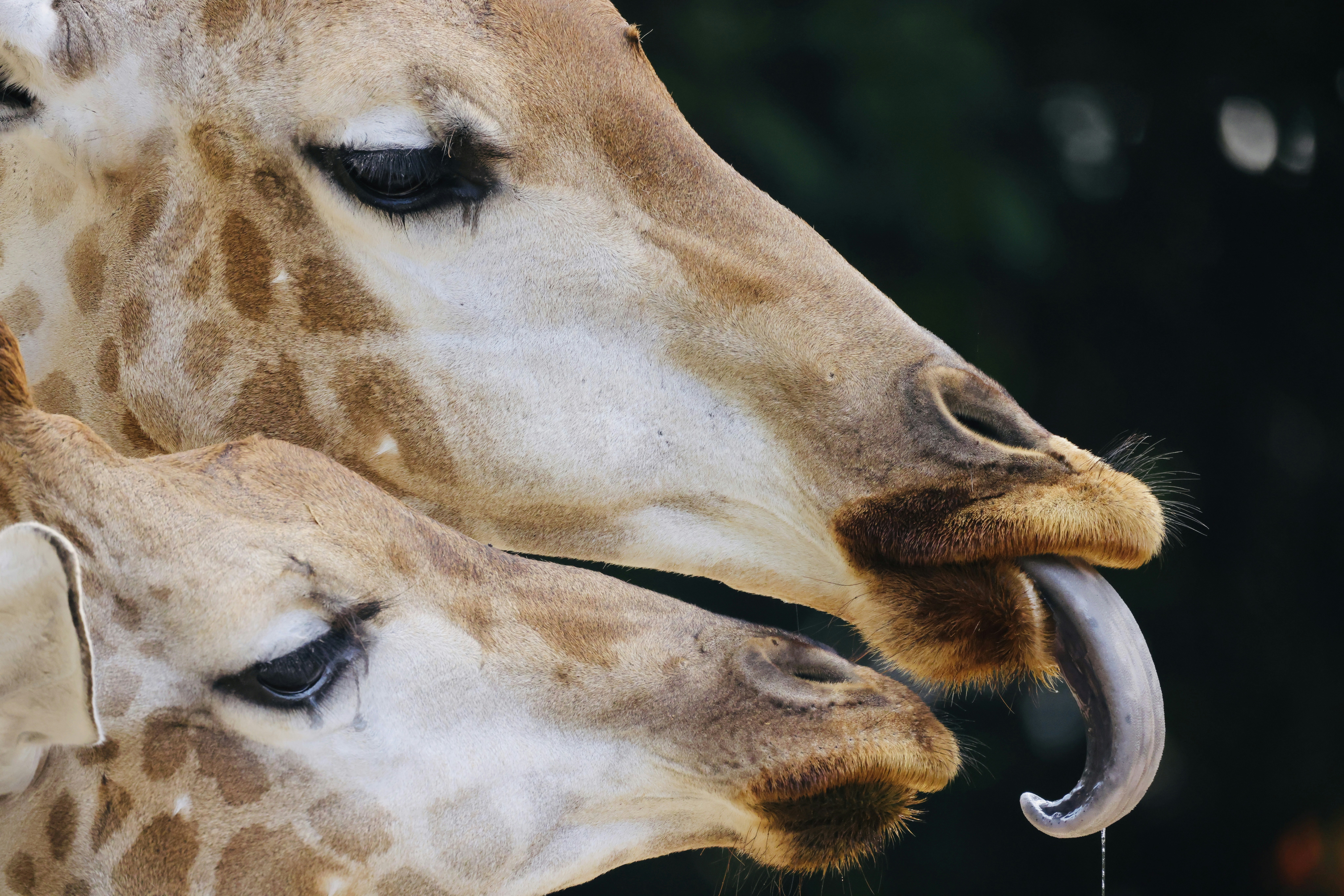 Una jirafa lamiendo a otra jirafa foto – Imagen de Animal gratuita en ...